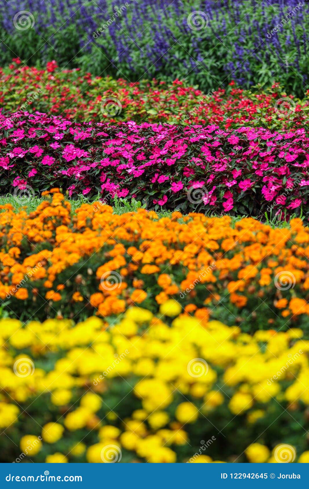 Bunte Blumen im Garten stockbild. Bild von blühen, grün - 122942645