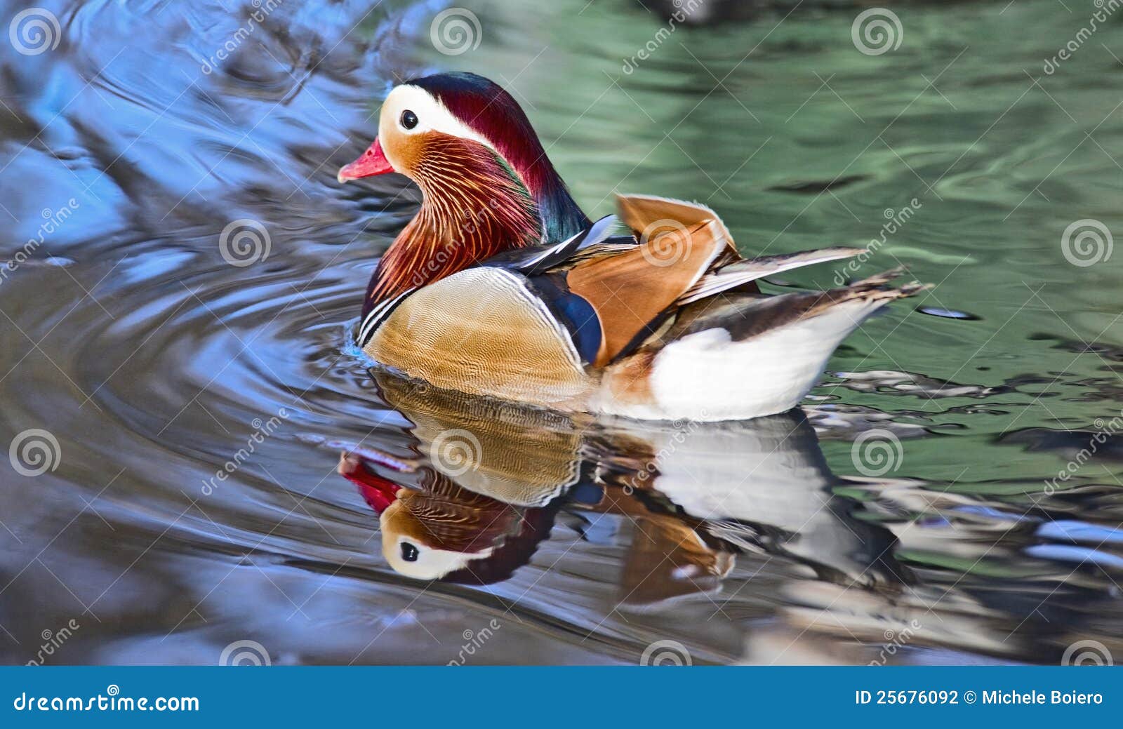 Bunte Ente stockfoto. Bild von bunt, tiere, italien, vogel - 25676092