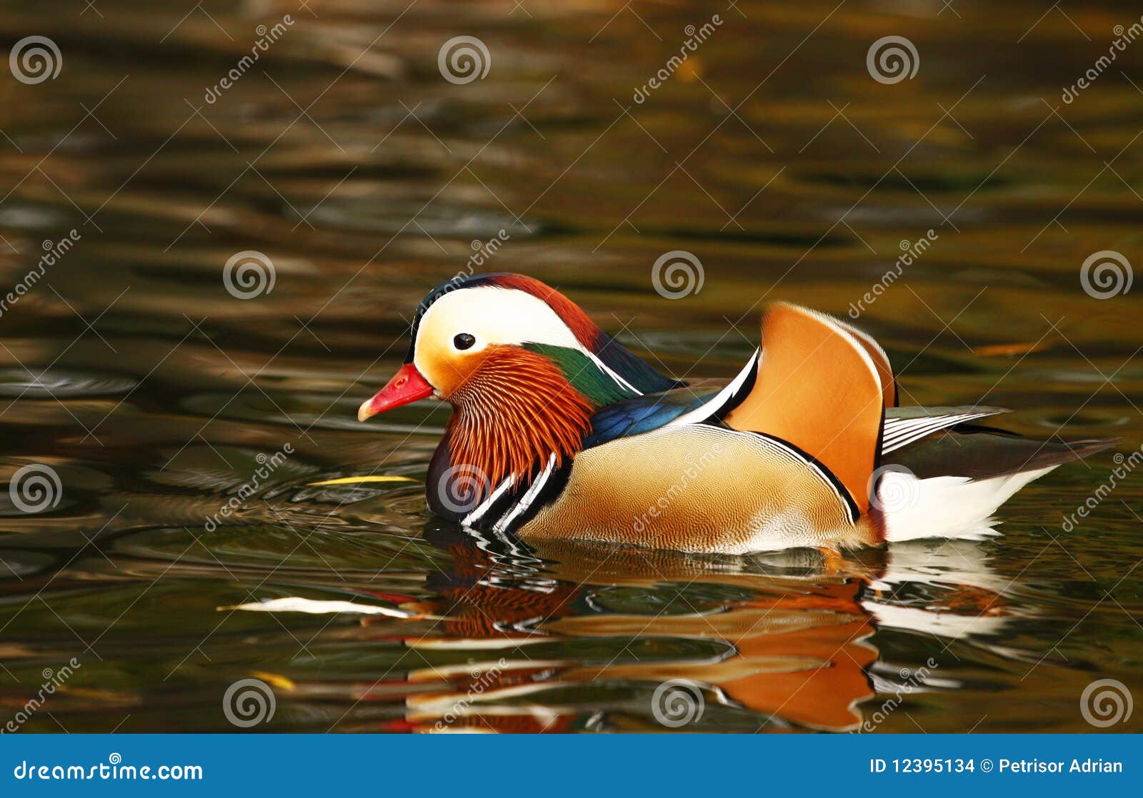 Bunte Ente in Den Wild Lebenden Tieren Stockfoto - Bild von reflexion ...