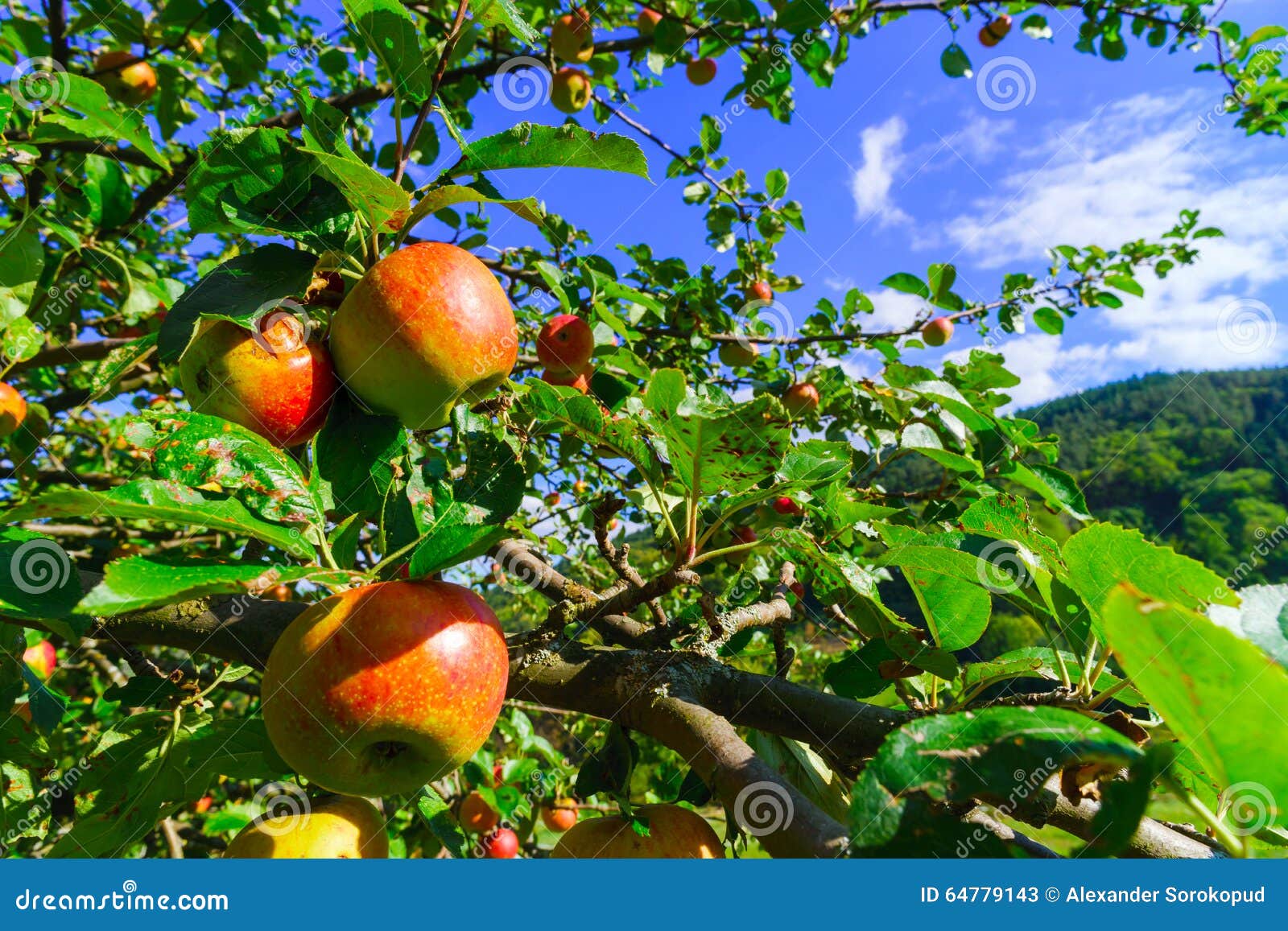 Bunte Ernte Auf Apfelbaum Im Garten Stockbild - Bild von frankreich ...