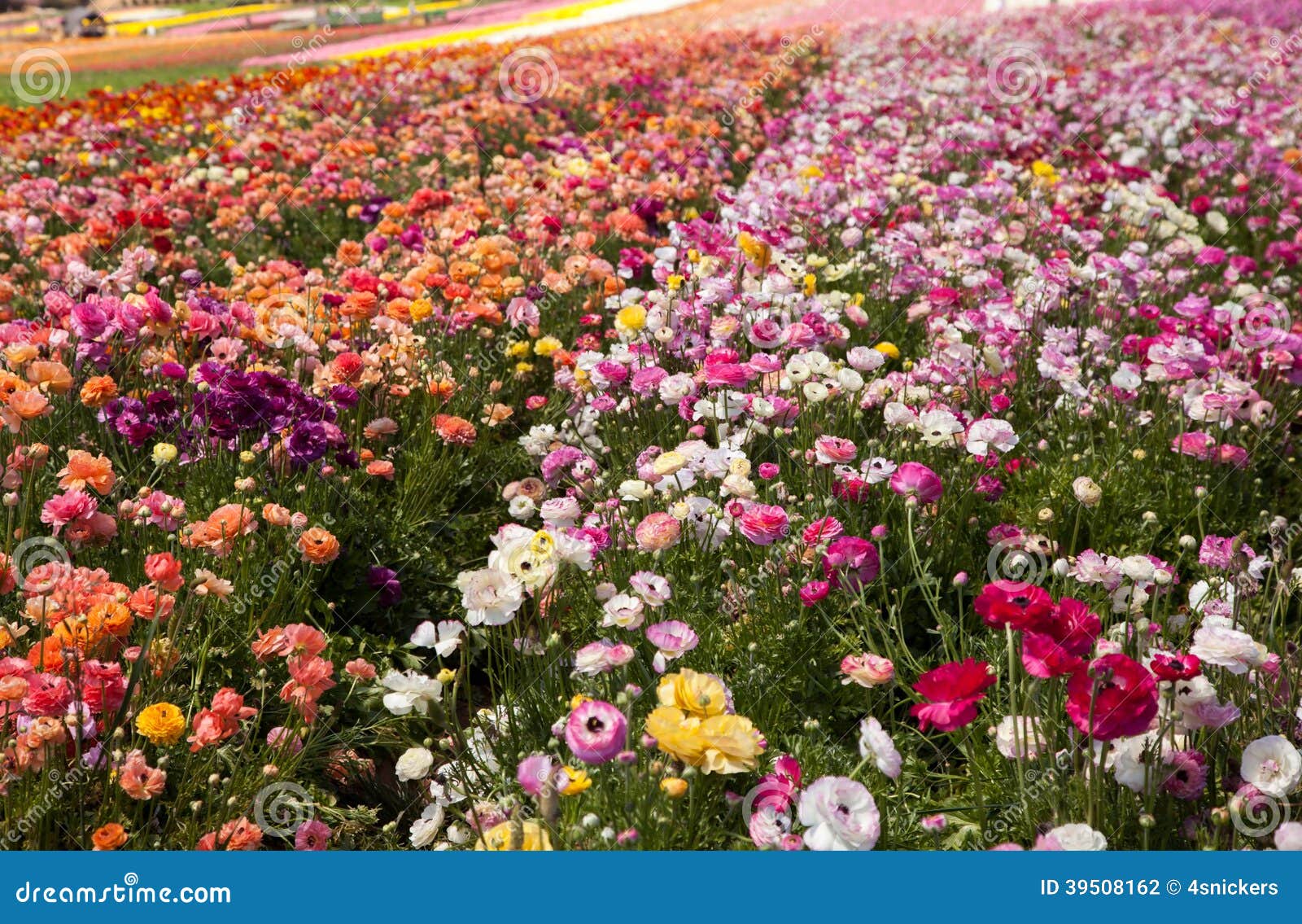 Bunte Felder von Blumen stockfoto. Bild von mannigfaltig - 39508162