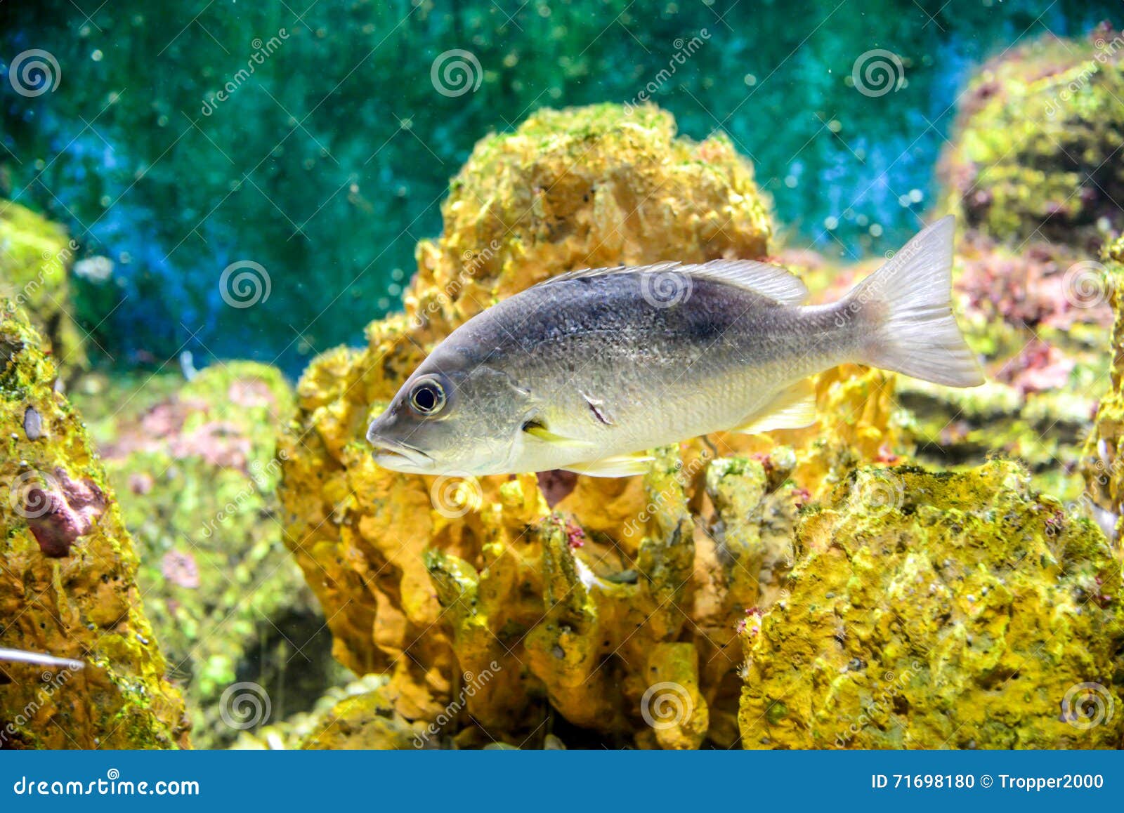Bunte Fische stockfoto. Bild von farbe, bunt, tropisch - 71698180