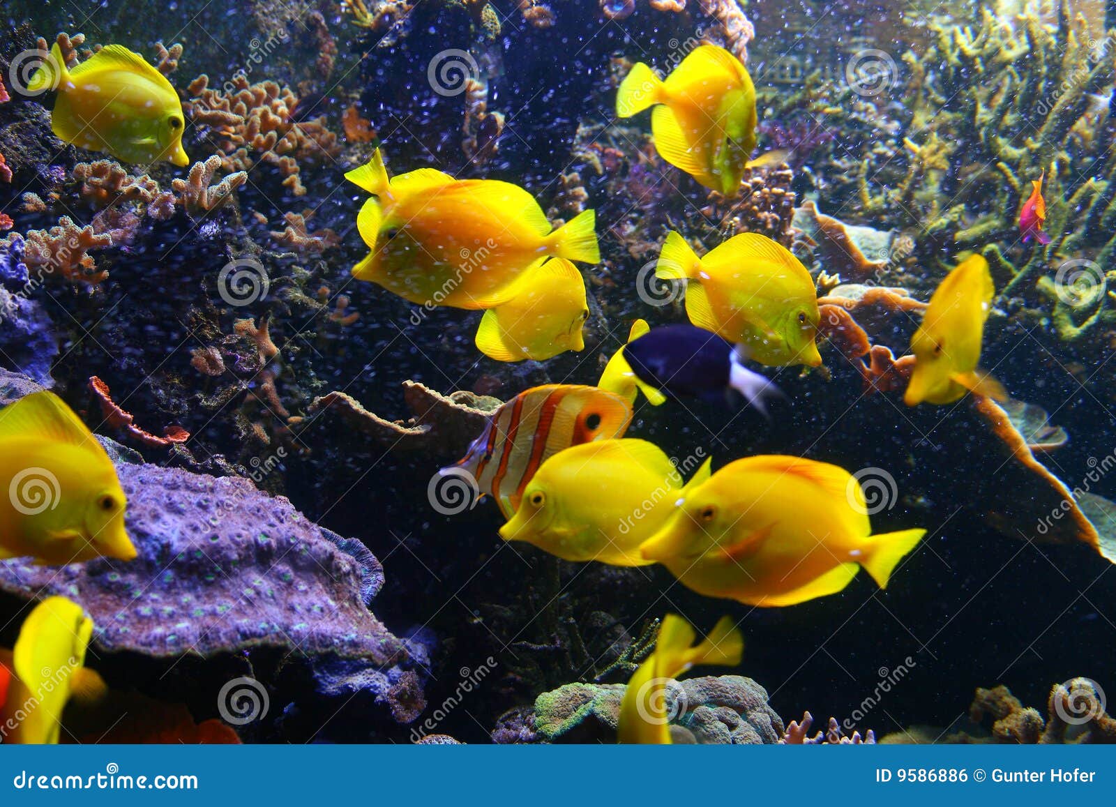 Bunte Fische stockfoto. Bild von tourismus, meer, schwimmen - 9586886