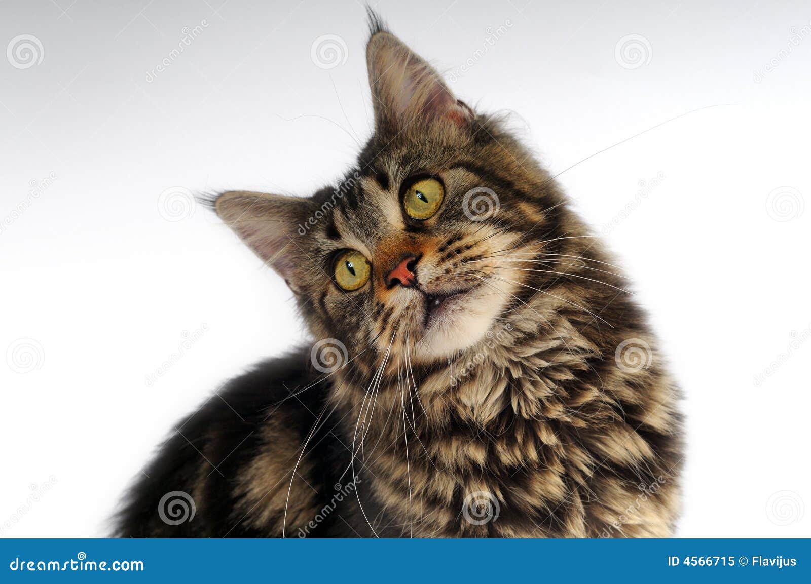 Bunte Katze stockbild. Bild von getrennt, langeweile, freundschaft ...