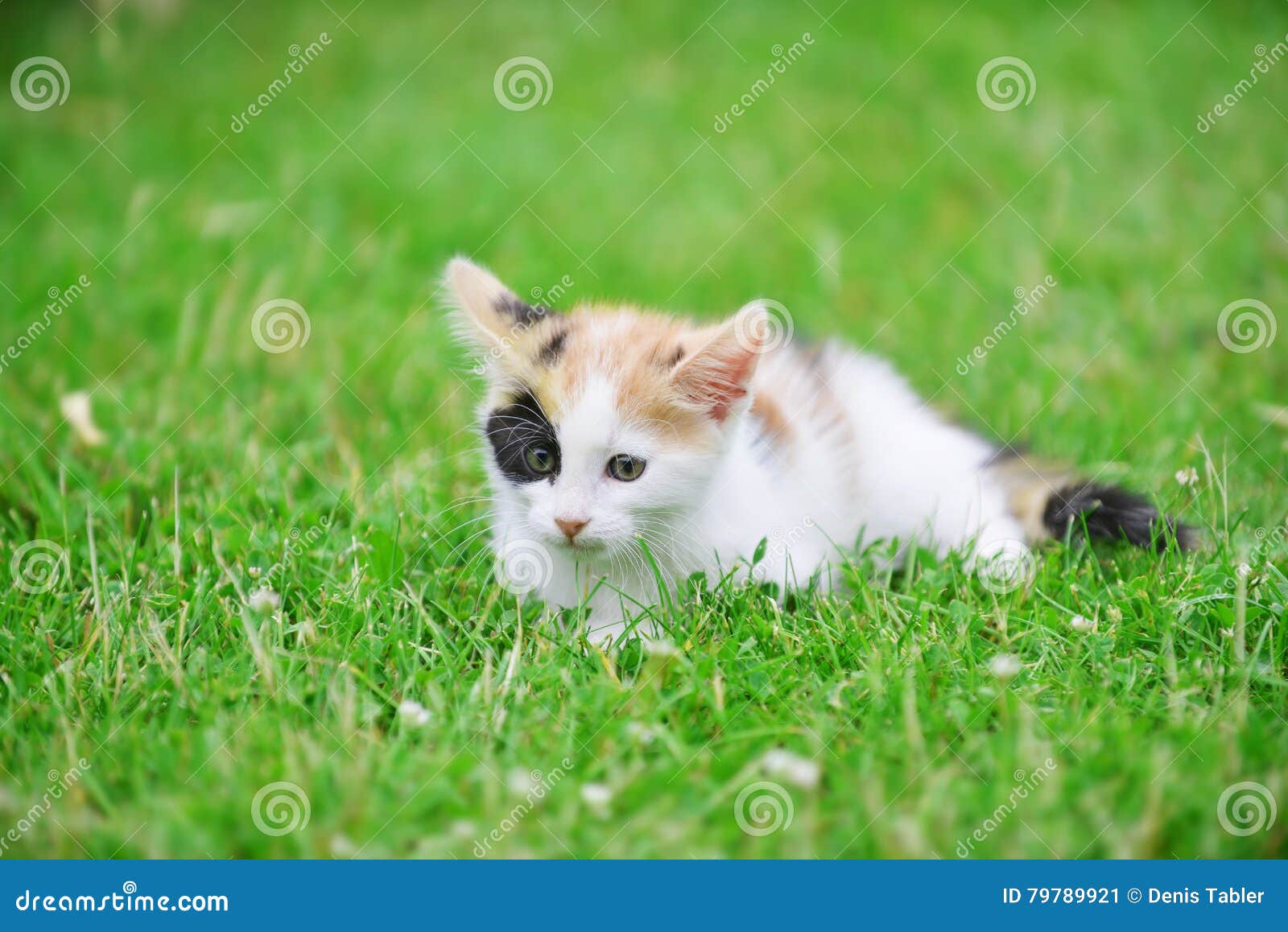 Bunte Katze stockbild. Bild von grün, säugetier, katze - 79789921