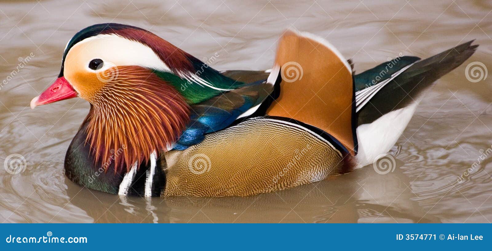 Bunte Mandarine-Ente stockbild. Bild von vogel, mandarine - 3574771