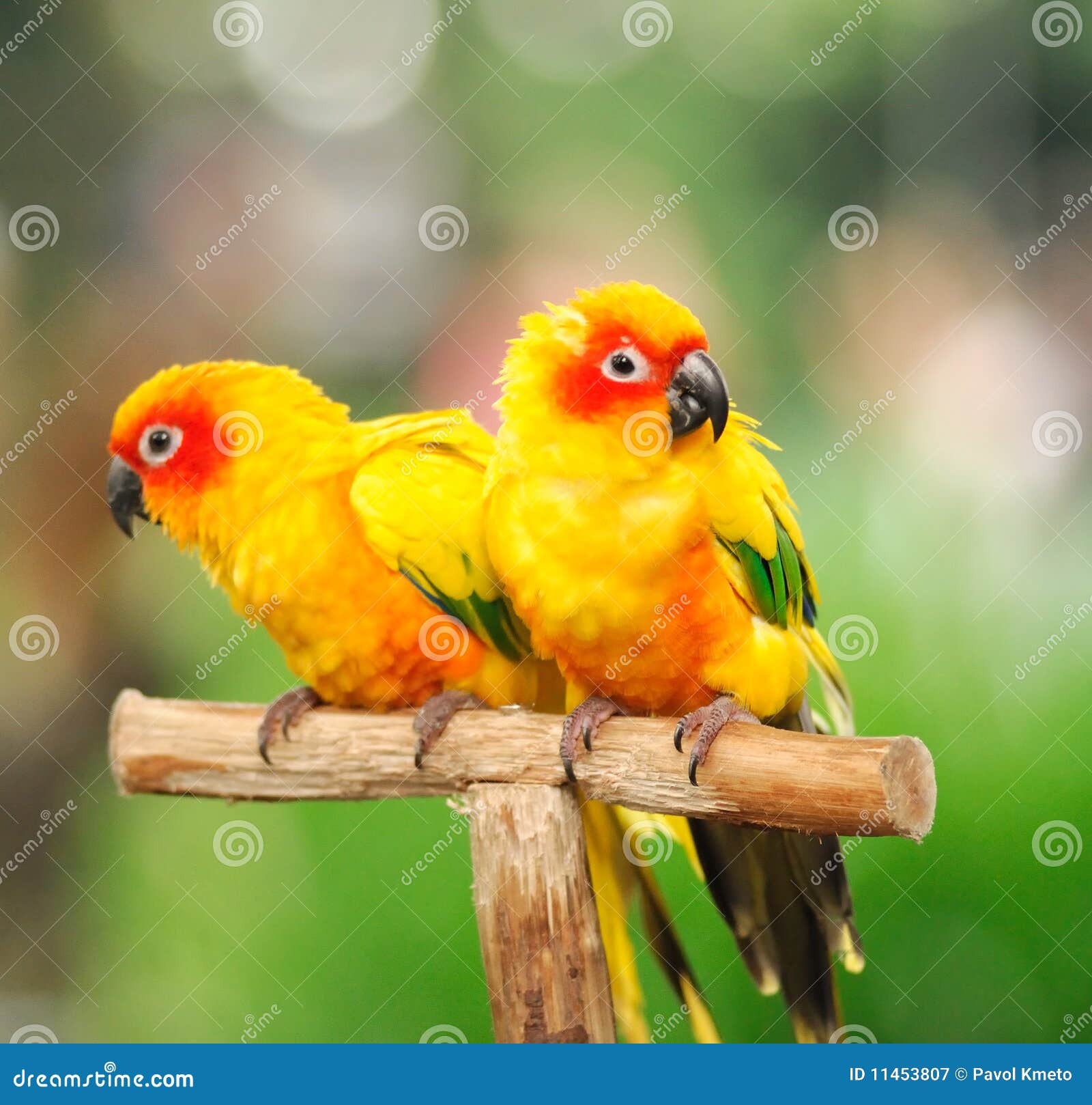 Bunte Papageien stockbild. Bild von untrennbar, gesättigt - 11453807