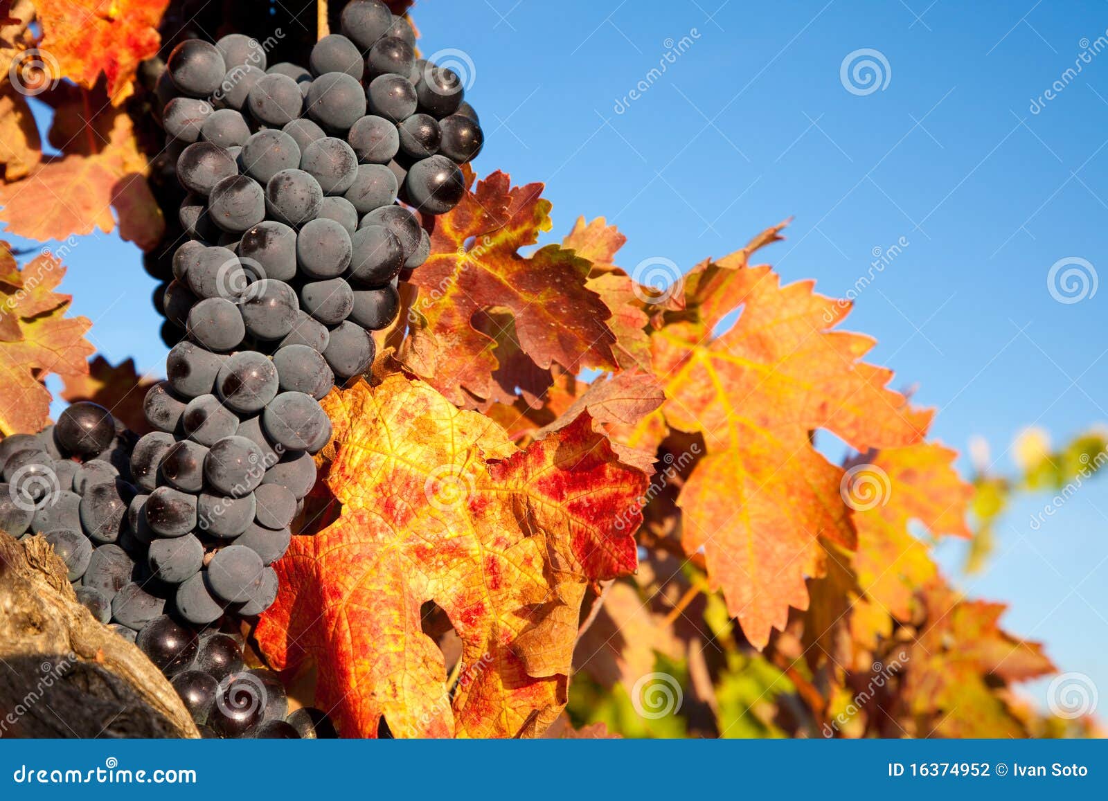 Bunte Rebe mit Weintraube stockfoto. Bild von ökologie - 16374952