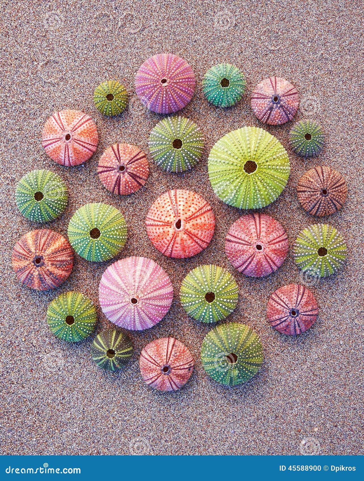 Bunte Seeigel Auf Dem Strand Stockfoto - Bild von nahaufnahme, ökologie ...
