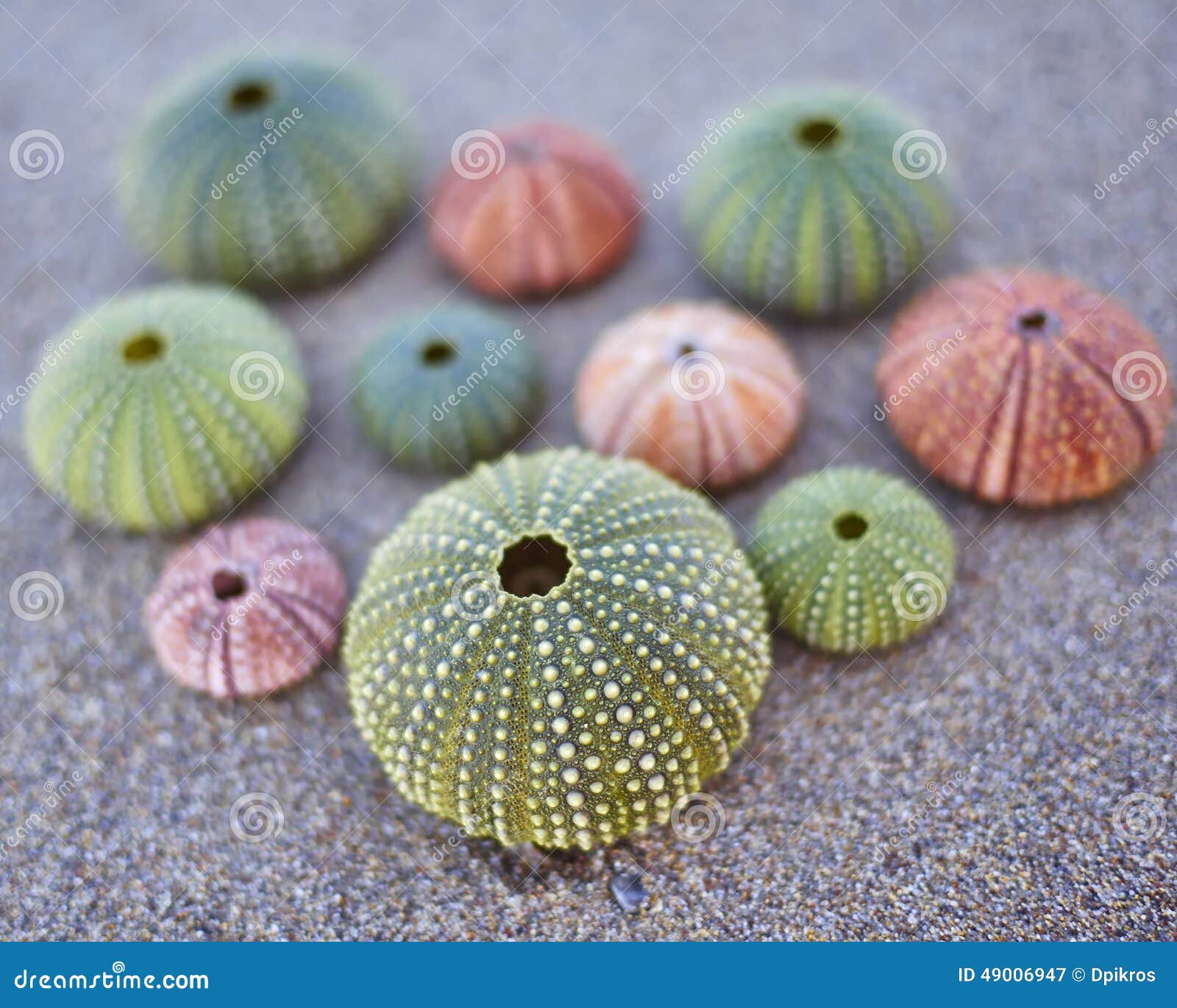 Bunte Seeigel Auf Dem Strand Stockbild - Bild von frech, meer: 49006947