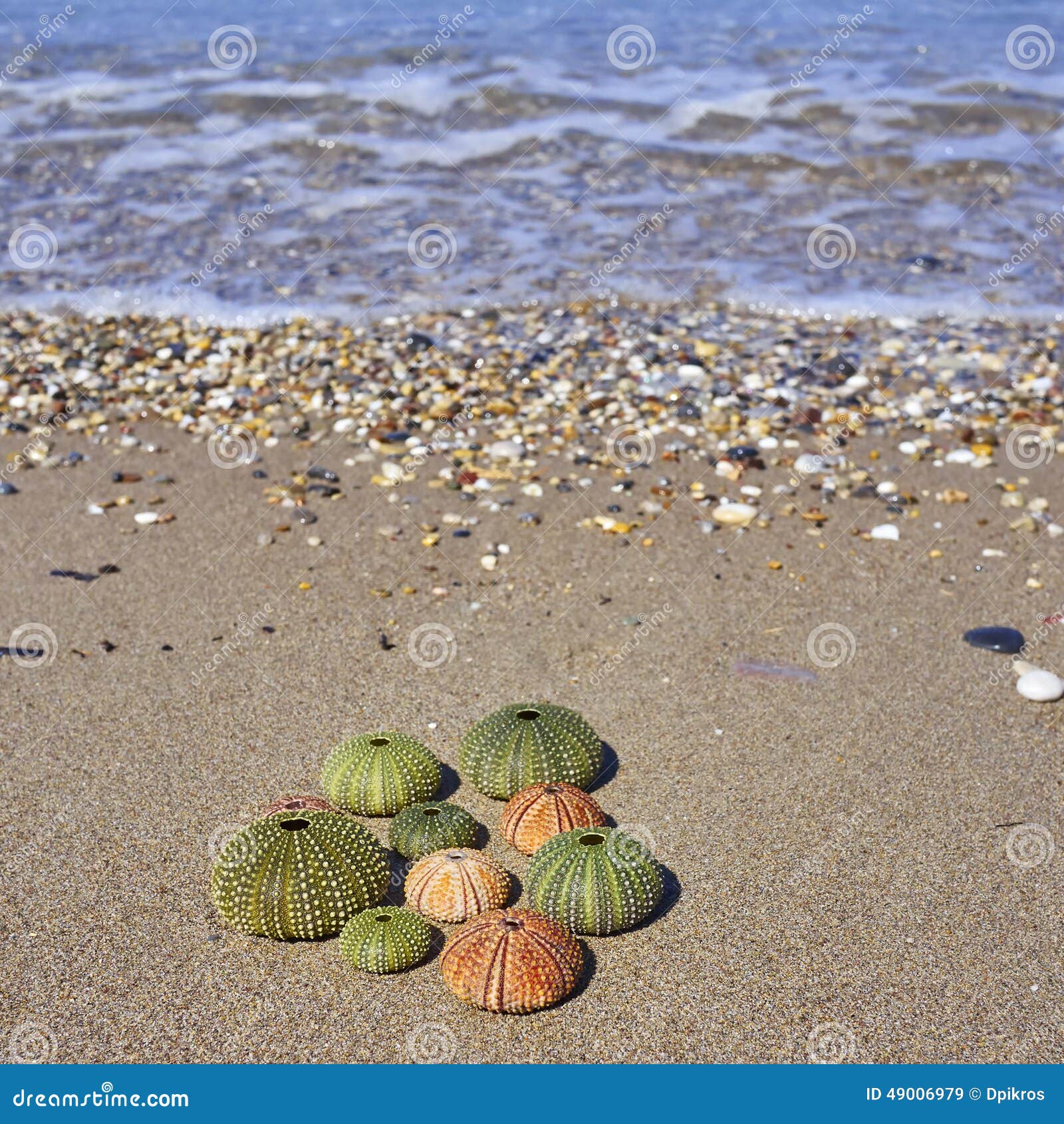 Bunte Seeigel Auf Dem Strand Stockbild - Bild von anordnung, meer: 49006979