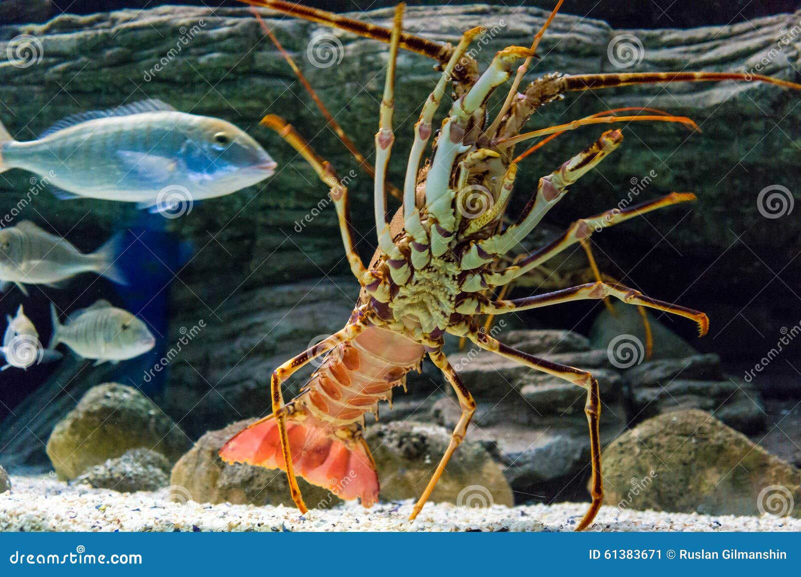 Bunte Tropische Languste Unter Wasser Stockbild - Bild von ozean ...