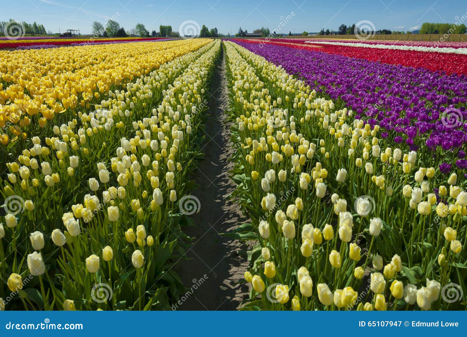 Bunte Tulpenfelder stockbild. Bild von betrieb, pflanzen - 65107947