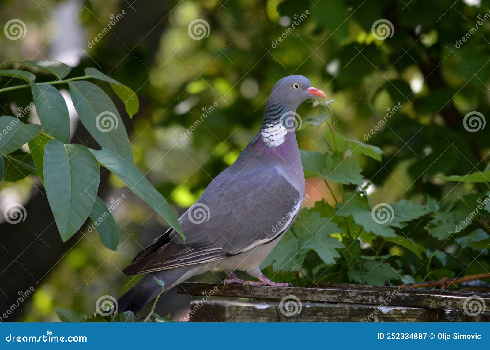 Bunte Wildtaube Auf Einem Ast Stockbild - Bild von sonderkommandos ...