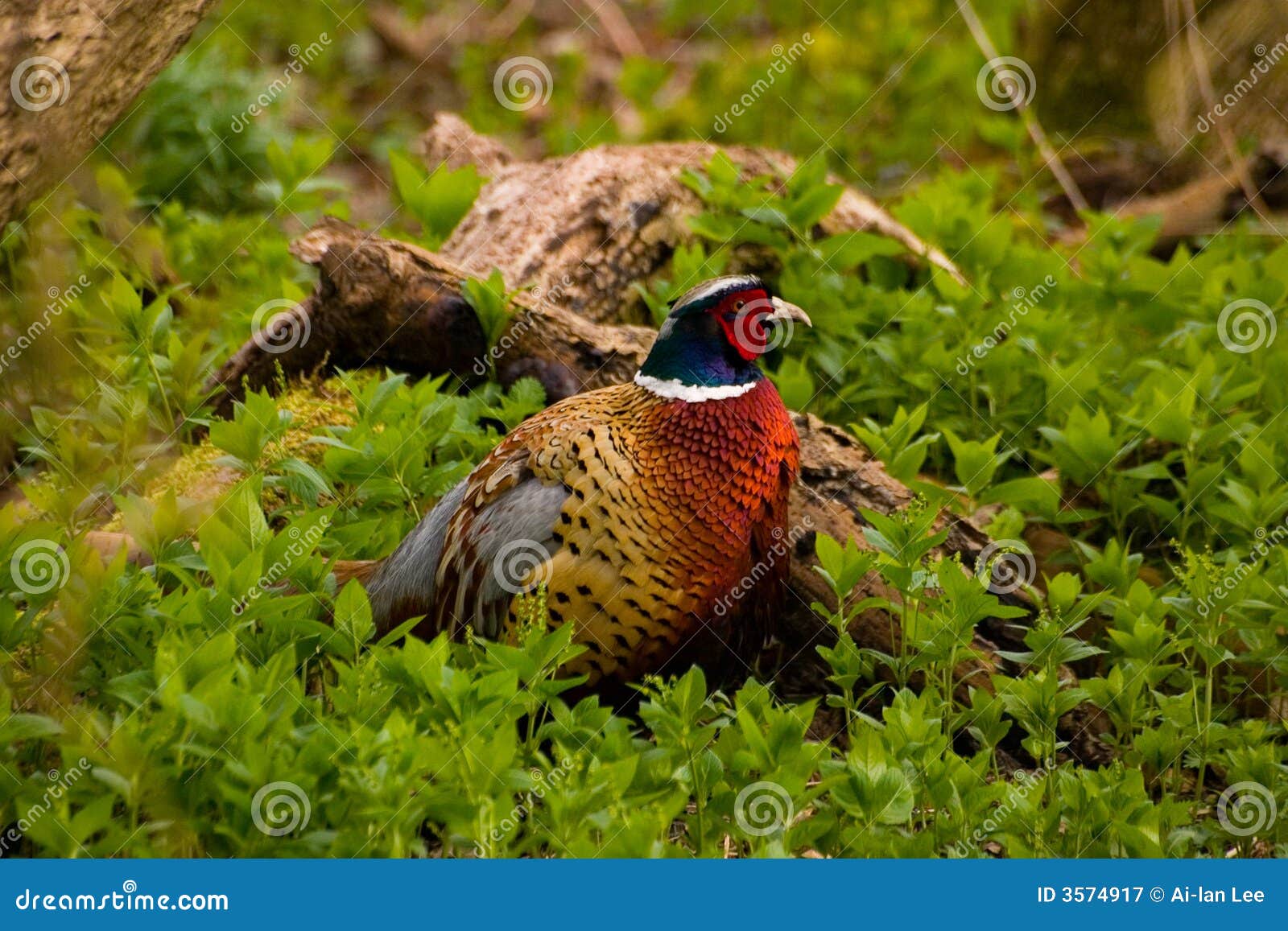 Bunter Fasan stockbild. Bild von holz, englisch, schönheit - 3574917