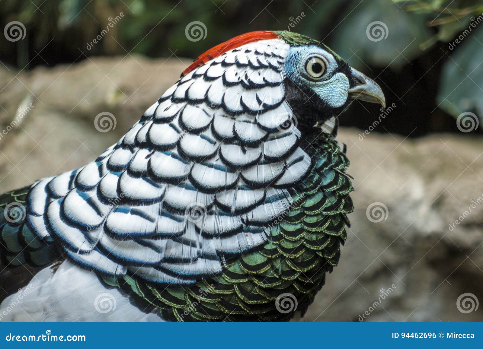 Bunter Fasan Der Dame Amherst Stockfoto - Bild von wildnis, vogel: 94462696
