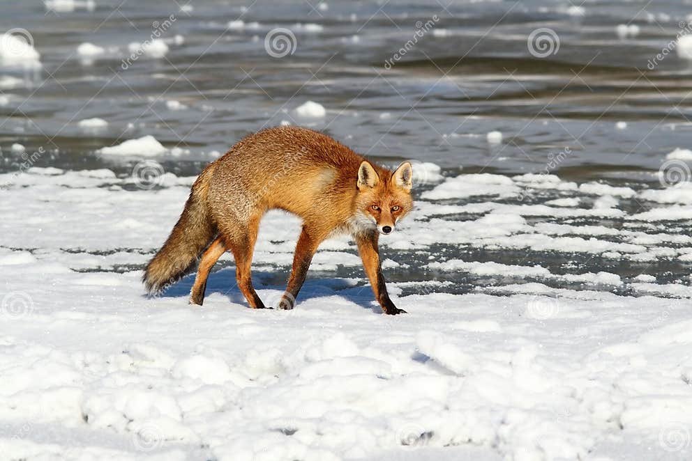 Bunter Fuchs, Der Auf Eis Geht Stockbild - Bild von kalt, frost: 65929743