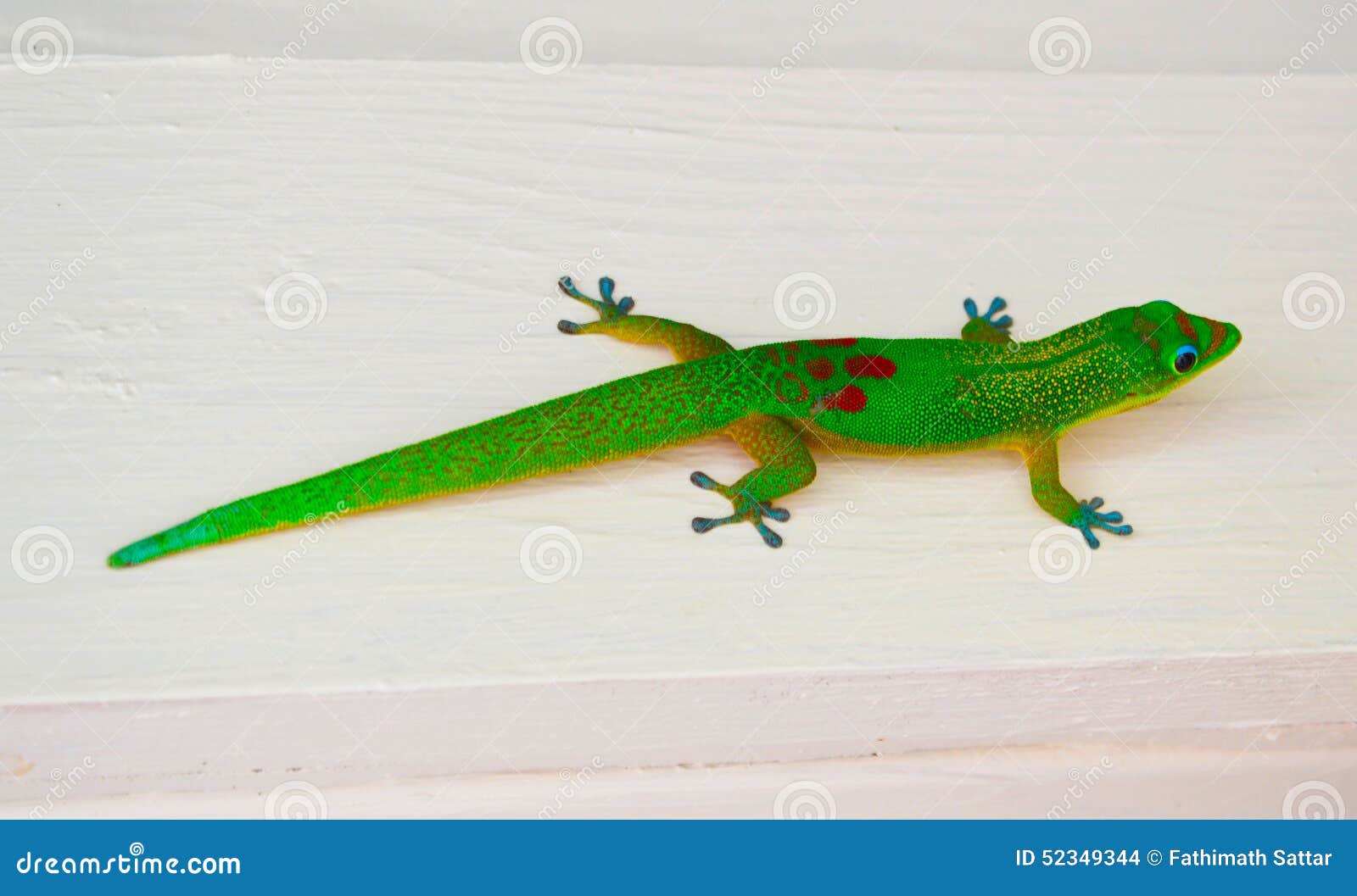Bunter Gecko stockfoto. Bild von leuchtstoff, lang, grün - 52349344