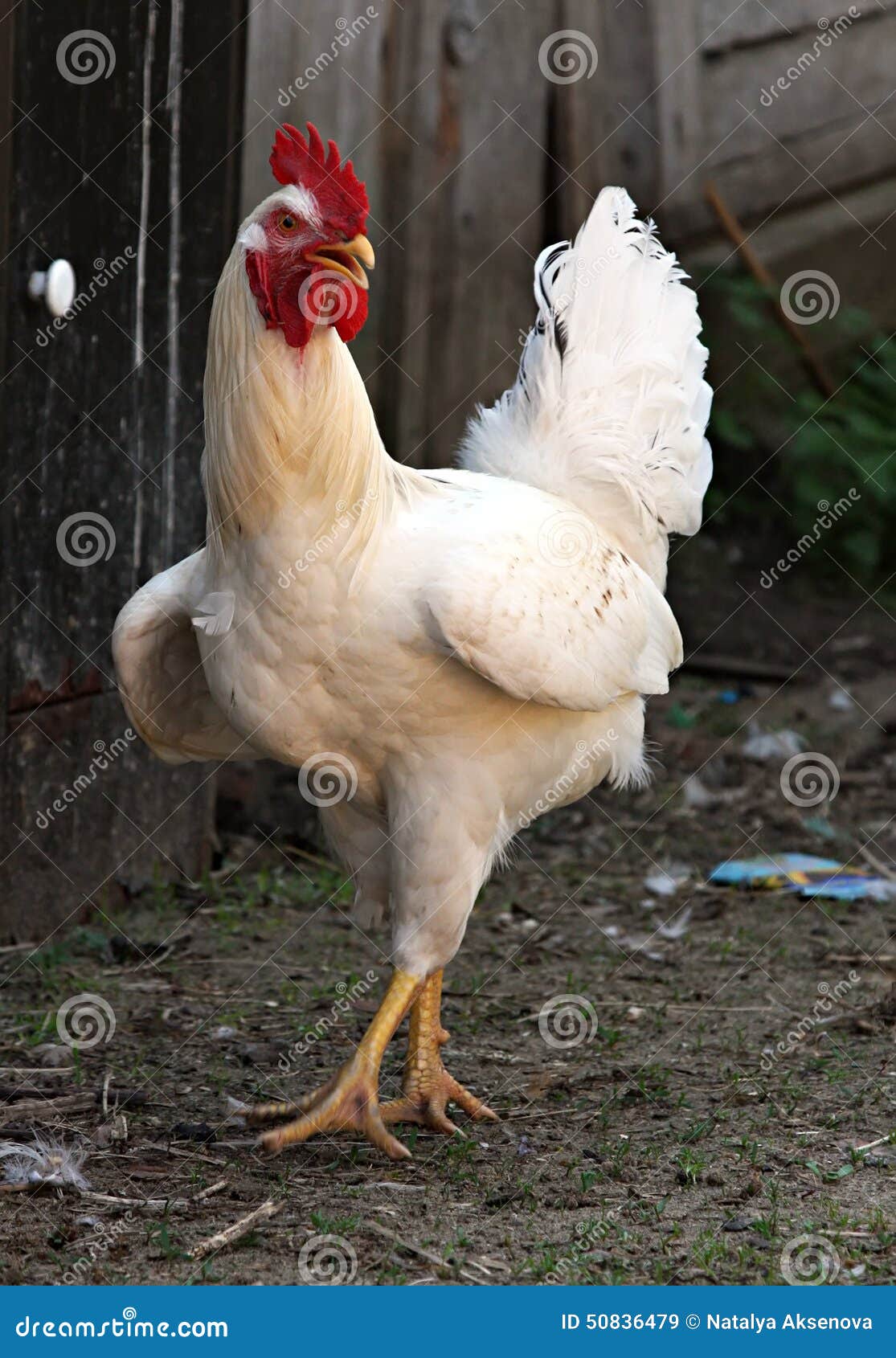 Bunter Hahn stockbild. Bild von hahn, haustiere, vogel - 50836479