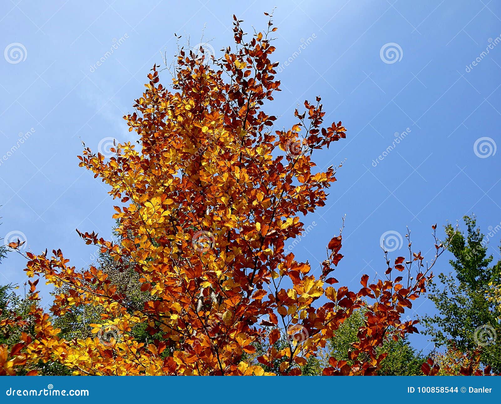 Bunter Laubbaum im Herbst stockfoto. Bild von grün, herbst - 100858544