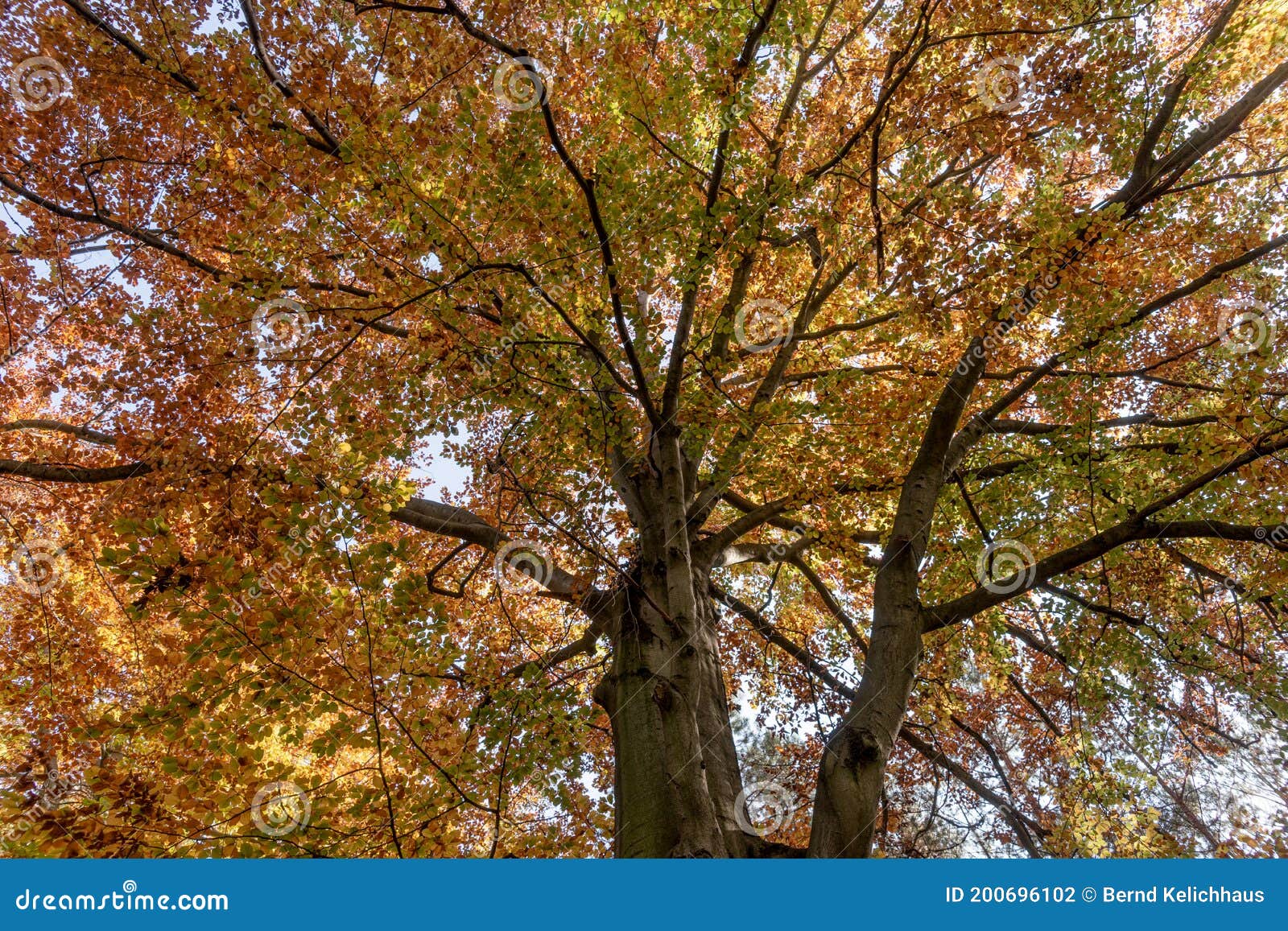 Bunter Laubbaum im Herbst stockfoto. Bild von saisonal - 200696102