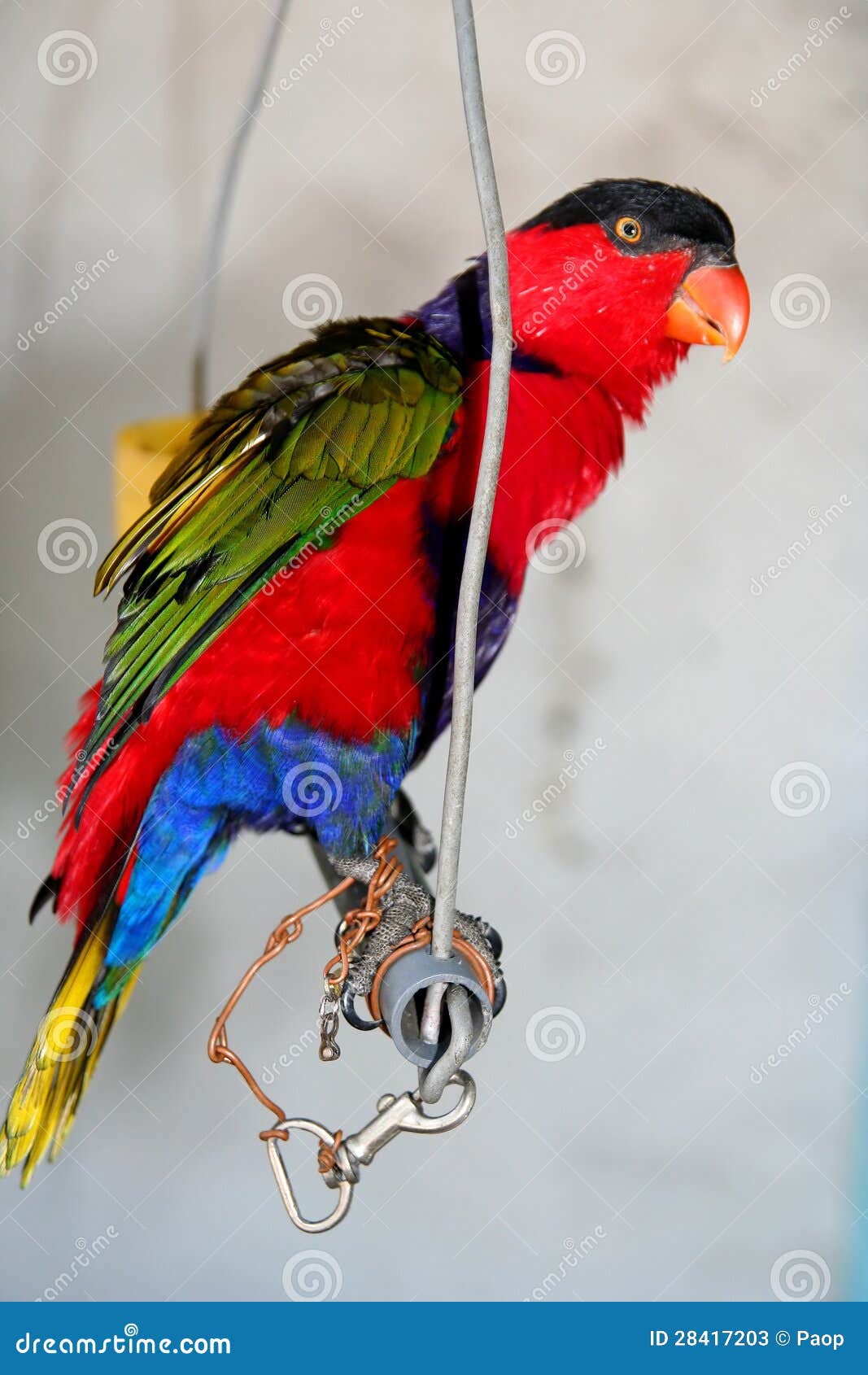 Bunter Papagei stockbild. Bild von mann, fahrwerkbein - 28417203