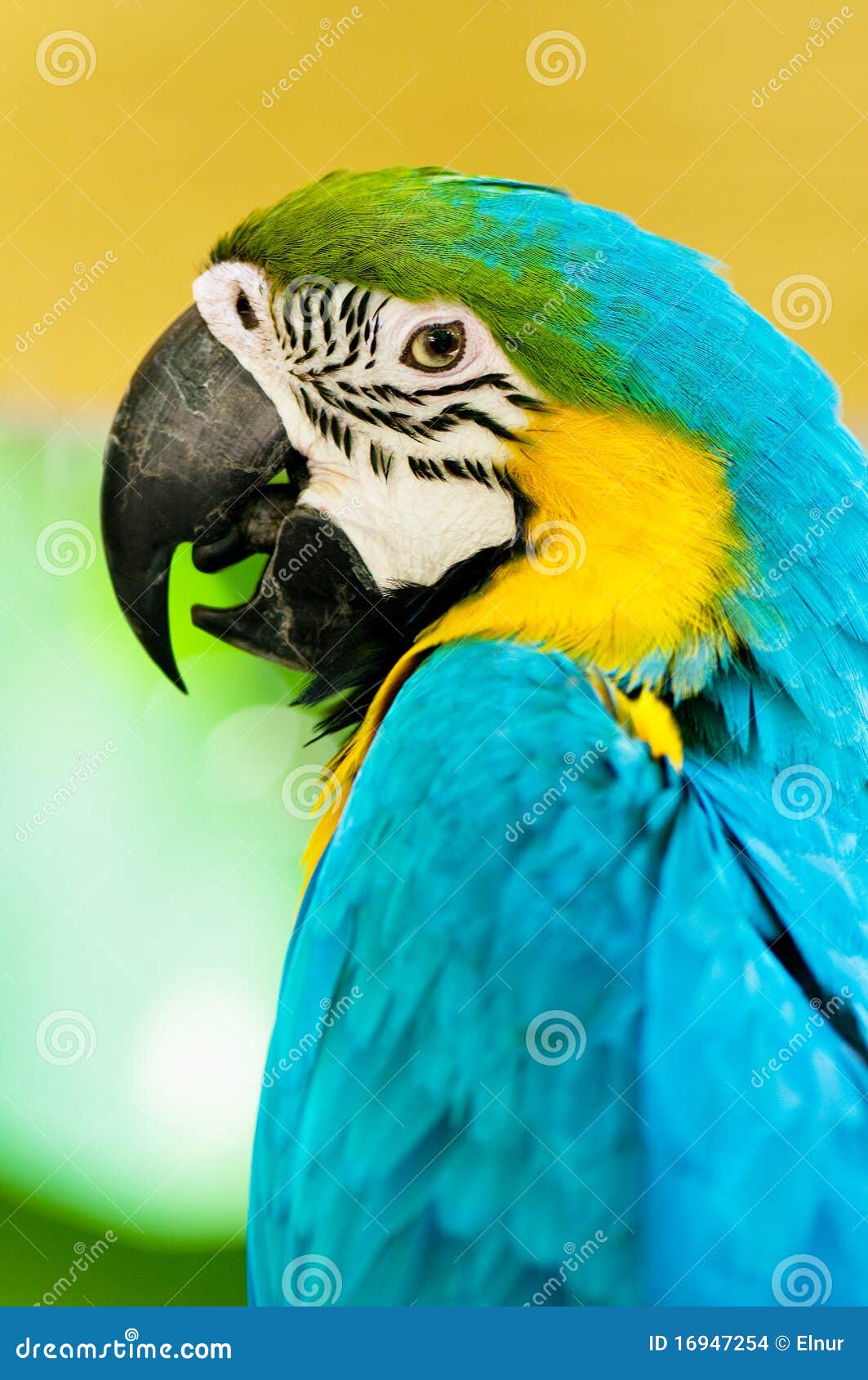 Bunter Papagei, Der Auf Der Stange Sitzt Stockfoto - Bild von farbe ...