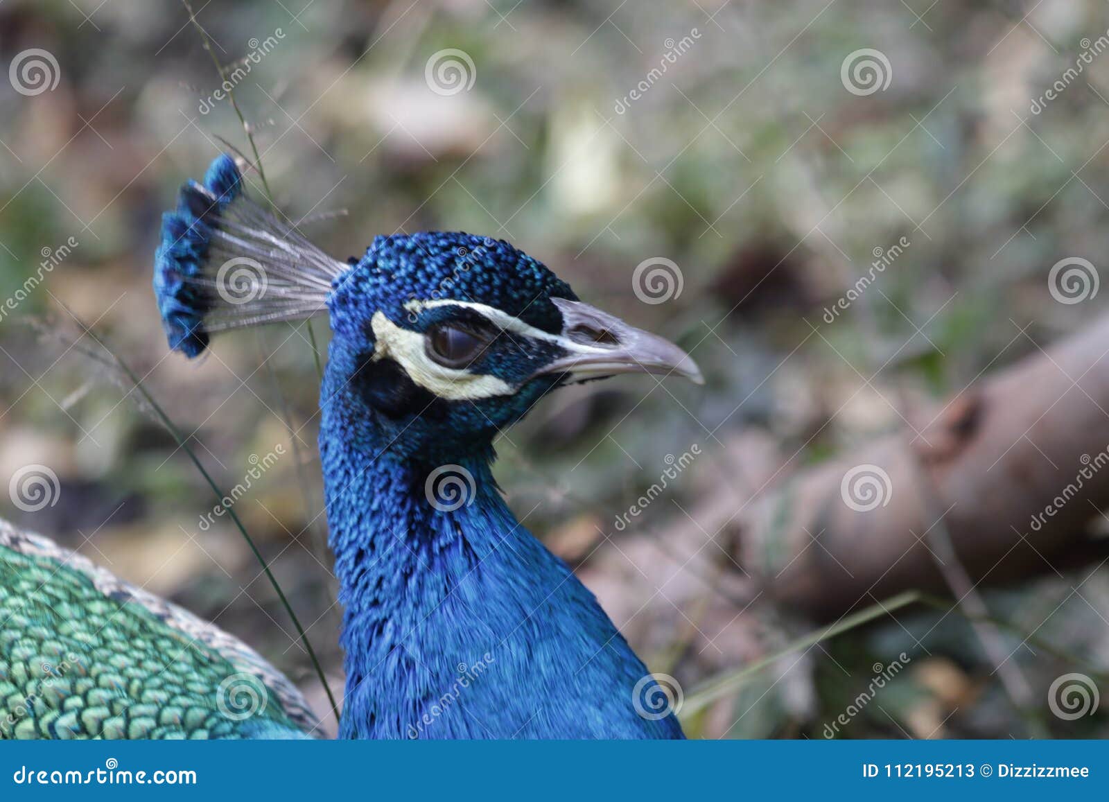 Bunter Pfau aus den Grund stockbild. Bild von beschaffenheit - 112195213
