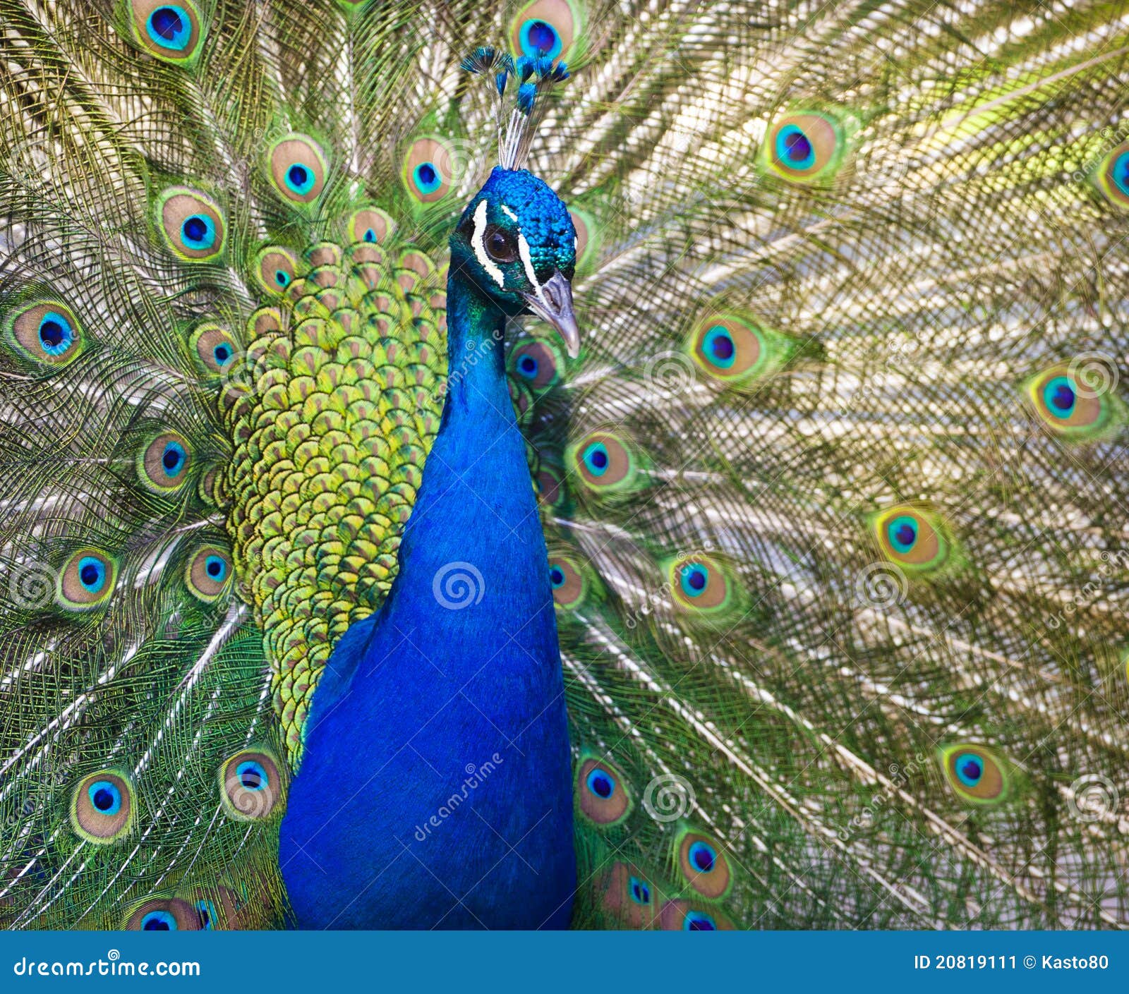 Bunter Pfau in Der Vollen Feder. Stockbild - Bild von kopf, hintergrund ...