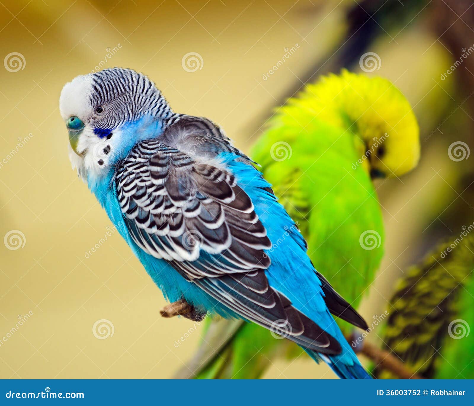 Bunter Sittich auf Baumast stockfoto. Bild von farben - 36003752