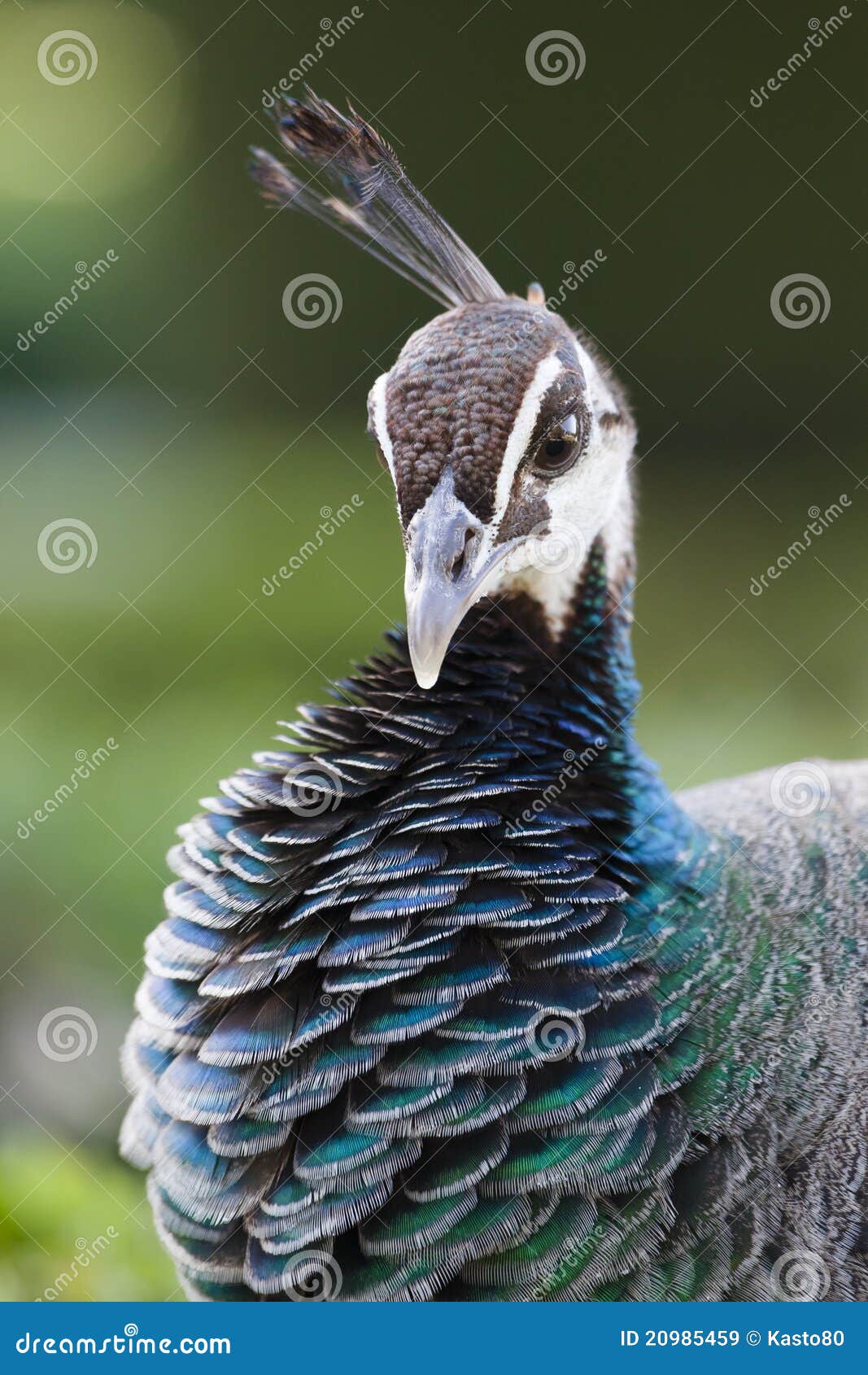 Bunter weiblicher Pfau. stockbild. Bild von rechnung - 20985459