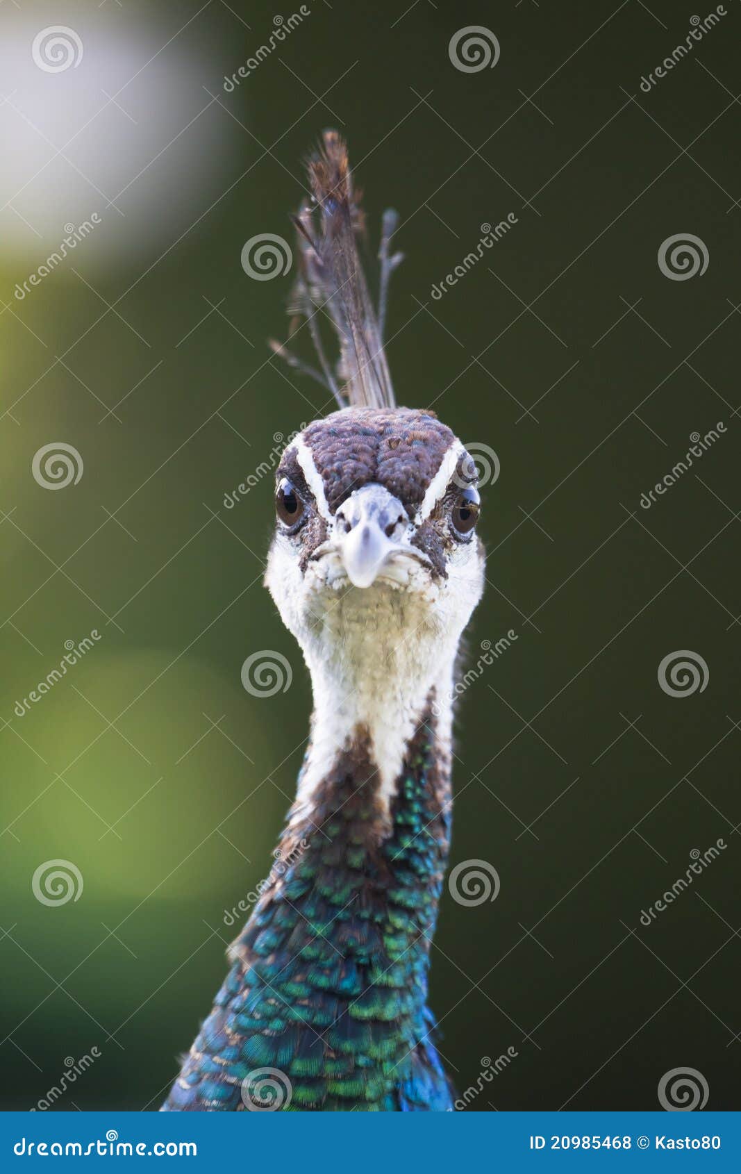 Bunter weiblicher Pfau. stockfoto. Bild von vogel, horizontal - 20985468