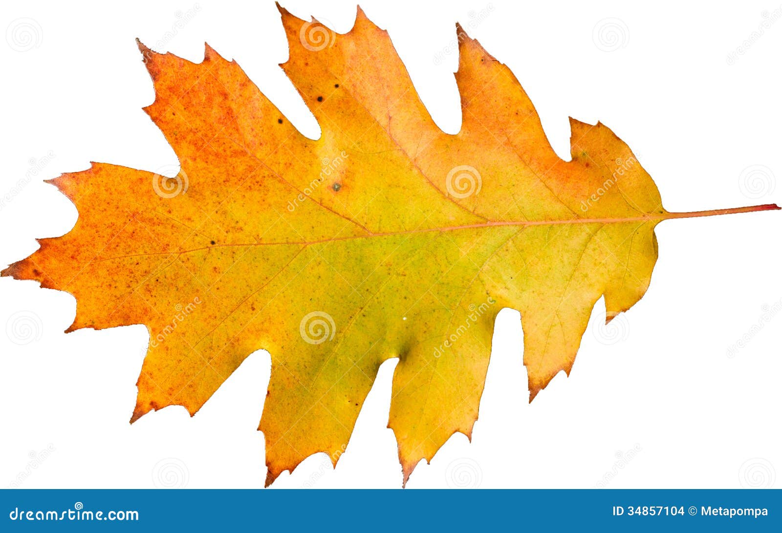 Buntes Eichenblatt stockfoto. Bild von farbe, dürre, fallen - 34857104