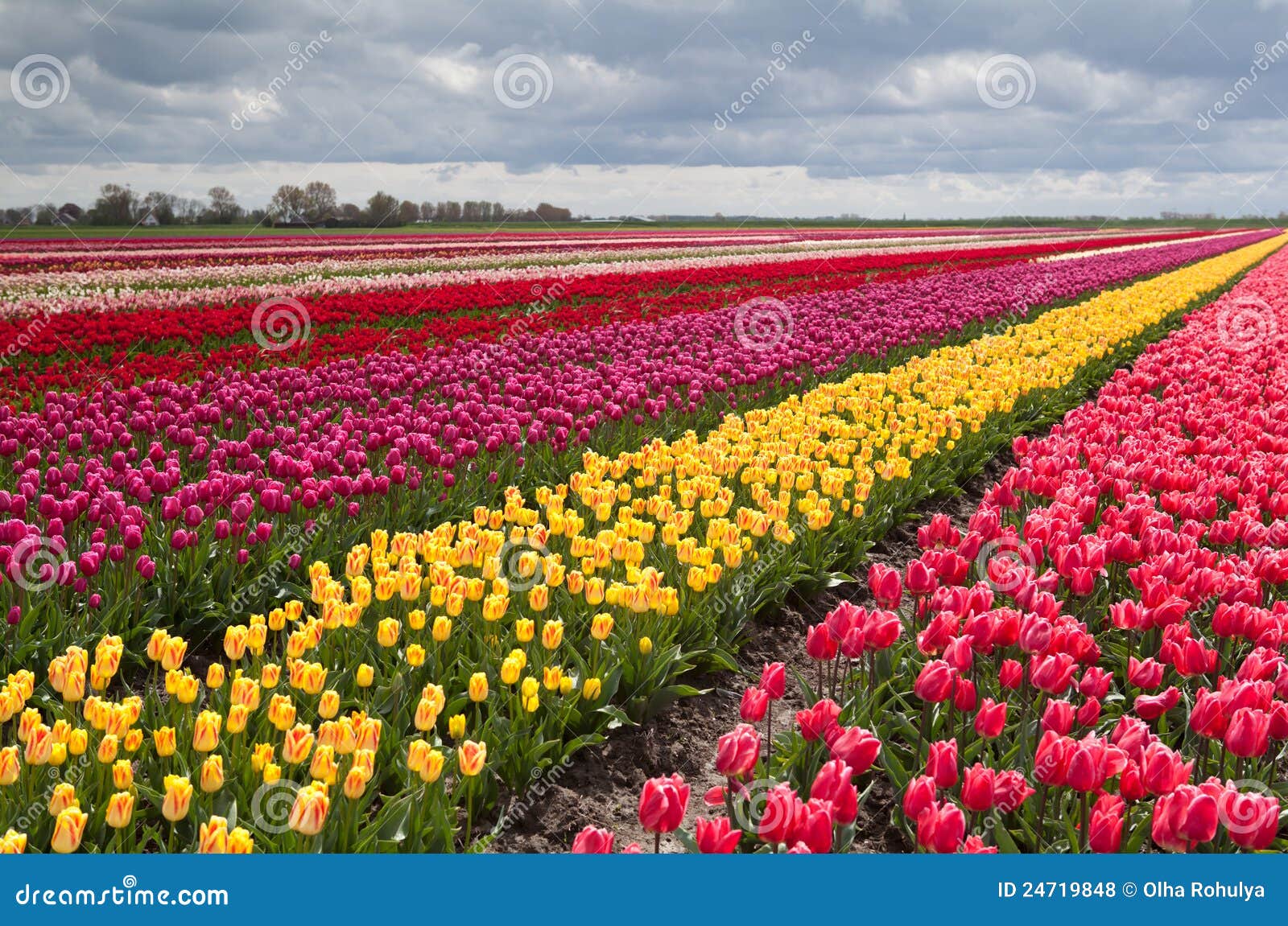 Buntes Feld Mit Reihen Der Tulpen Stockfoto - Bild von jahreszeit ...