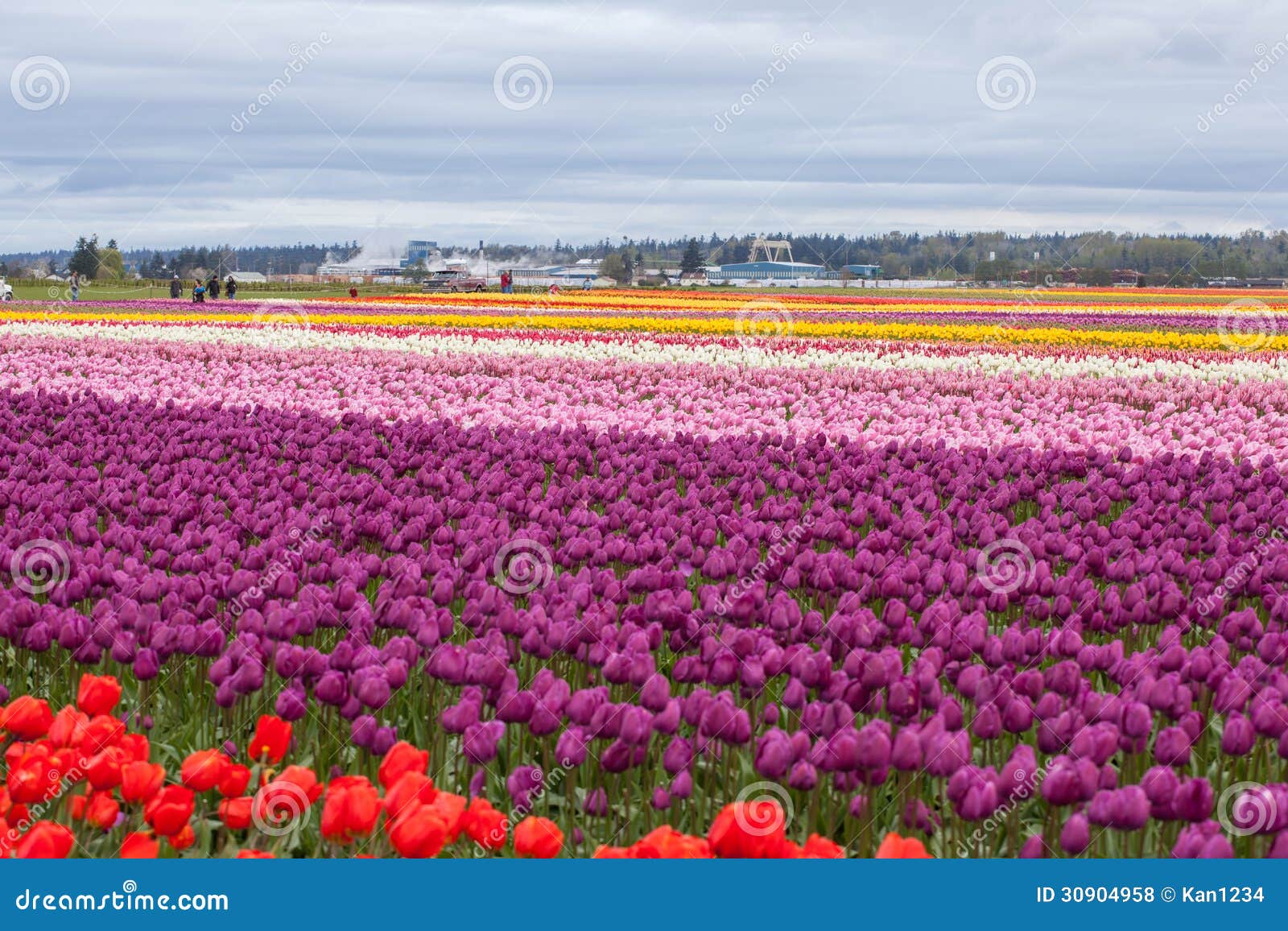 Buntes Tulpenfeld stockfoto. Bild von betrieb, landwirtschaft - 30904958
