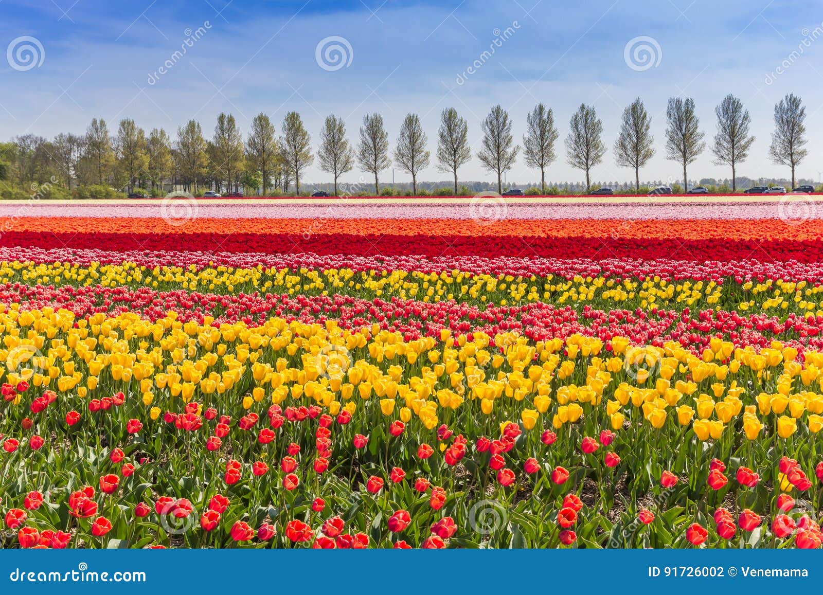 Buntes Tulpenfeld in Noordoostpolder Stockfoto - Bild von baum ...