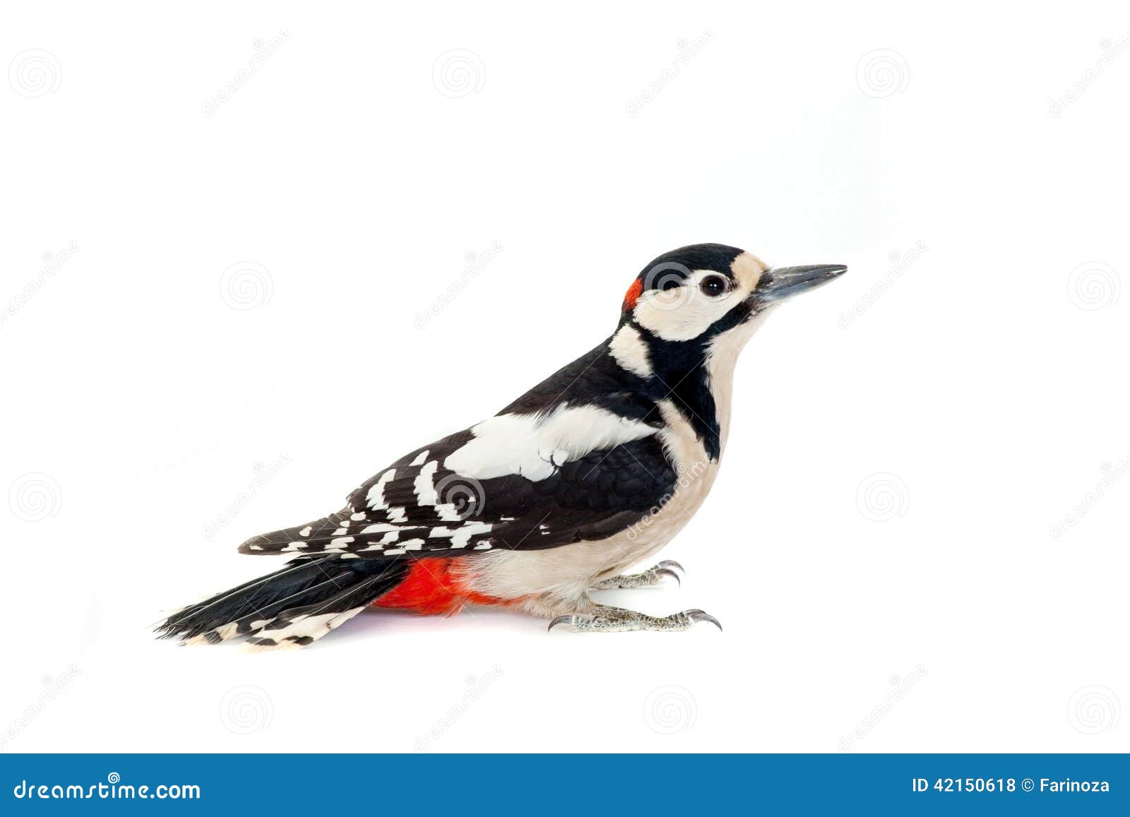 Buntspecht Auf Weiß Stockfoto - Bild: 42150618