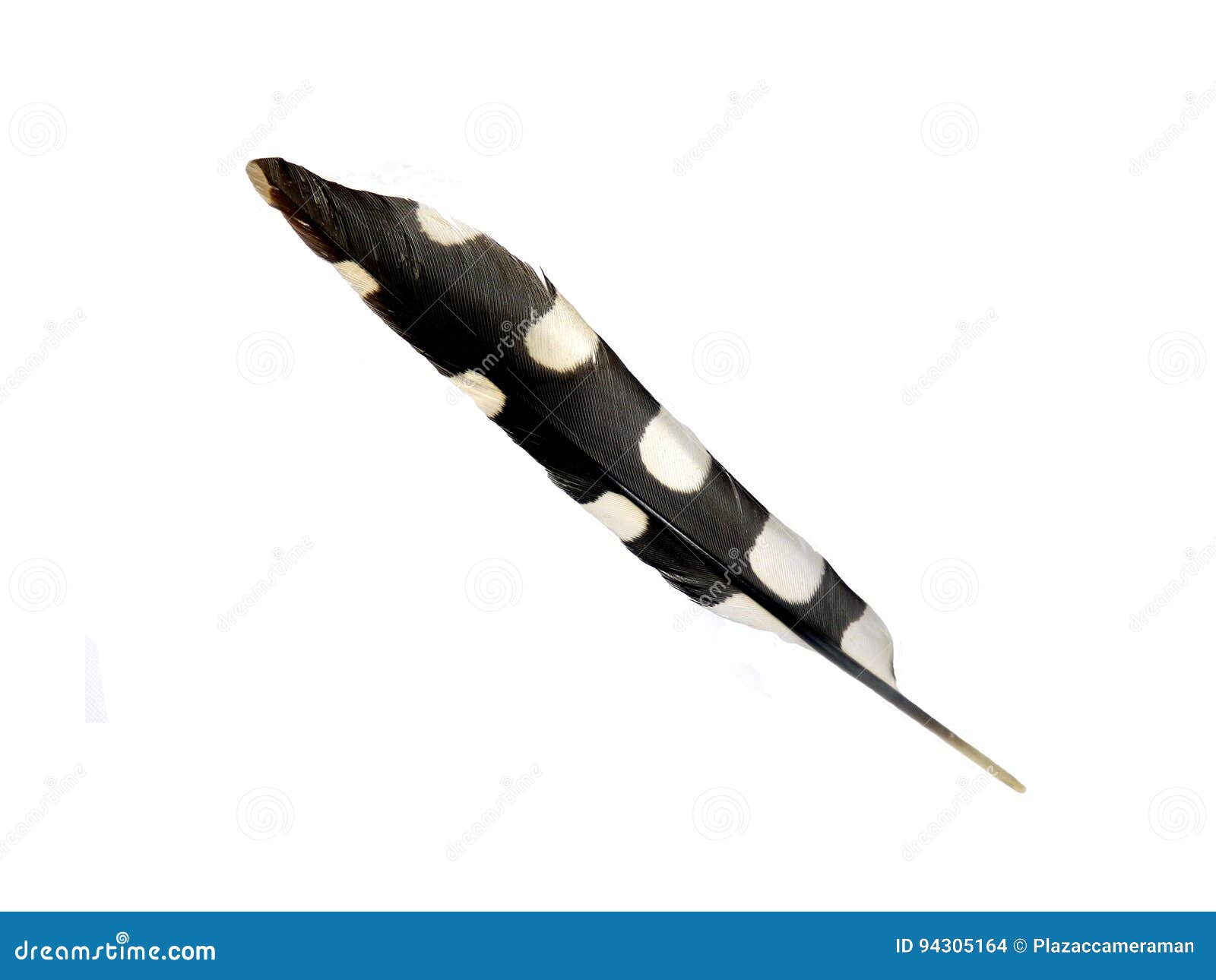 Buntspecht-Feder stockfoto. Bild von frech, schönheit - 94305164