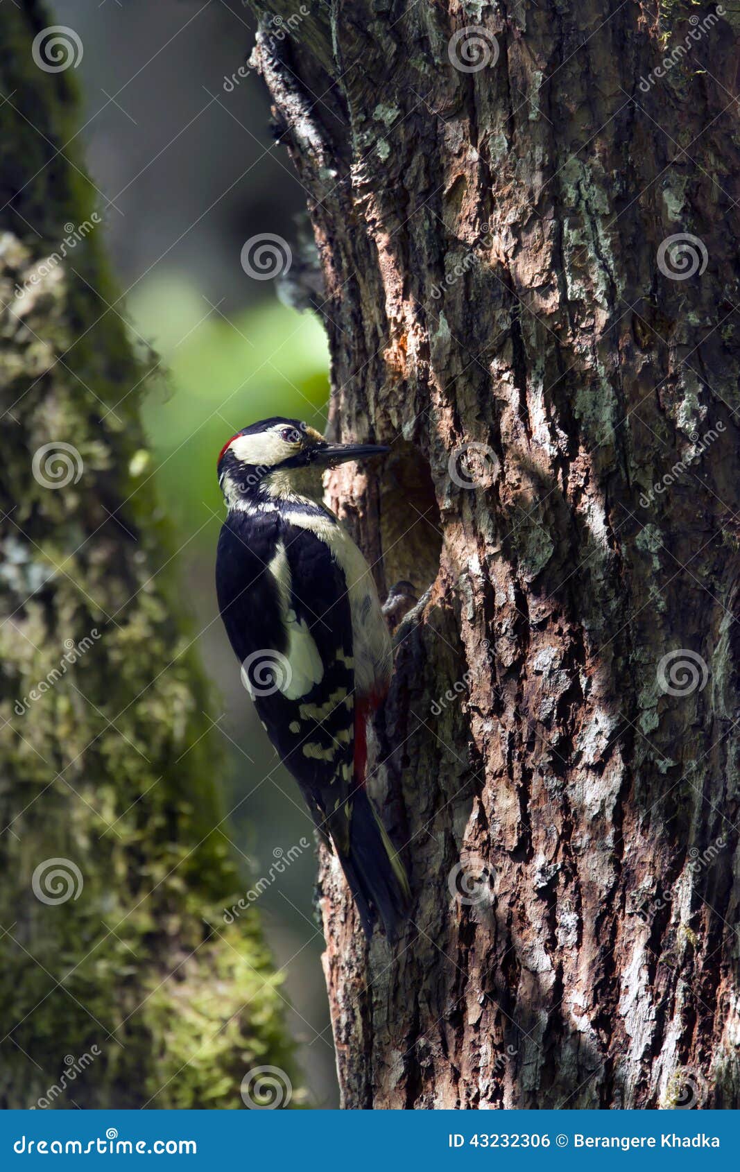 Buntspechte, Die Junge am Nest Einziehen Stockfoto - Bild von ...