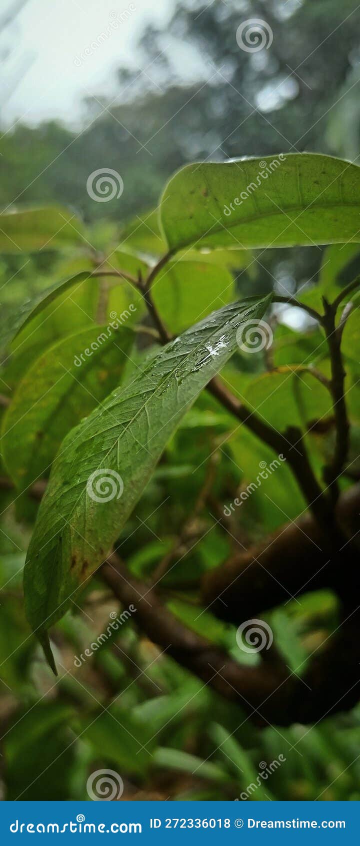 BUNUT Banyan is a Type of Banyan Tree Which is Suitable for Making ...