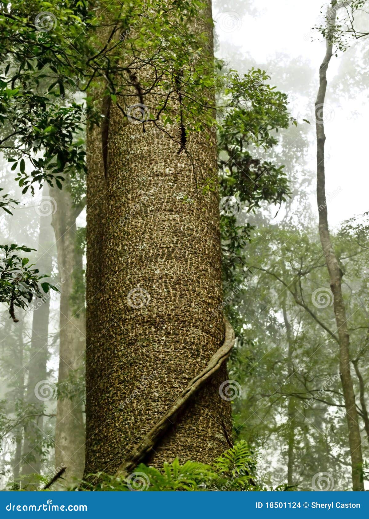 Bunya Pine Tree Bunya Mountains Queensland Stock Photo - Image of ...