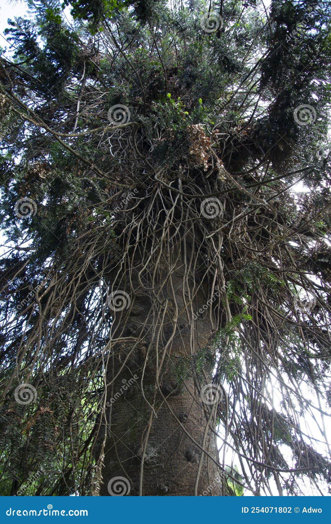Bunya Pine Tree stock photo. Image of australia, nature - 254071802