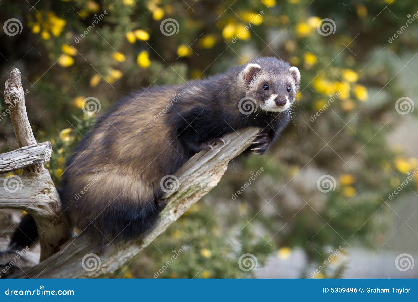 Bunzing stock foto. Image of fret, stok, zoogdier, beklim - 5309496