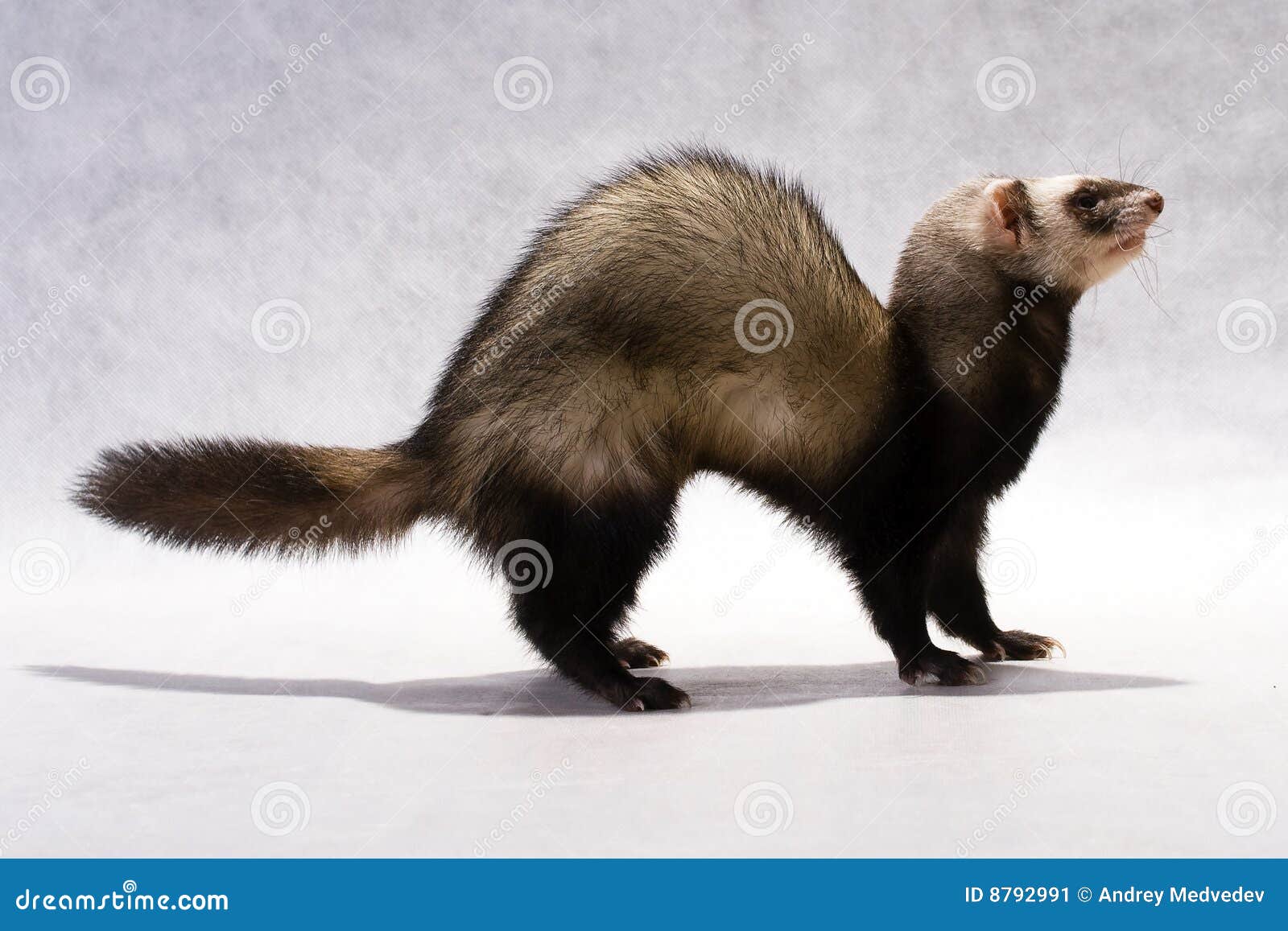 Bunzing stock afbeelding. Image of huisdier, bakkebaarden - 8792991