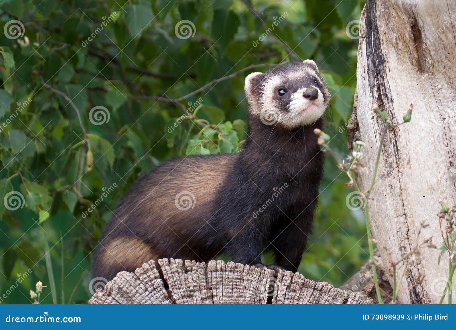 Bunzing-gekleurd Fret stock afbeelding. Image of dier - 73098939