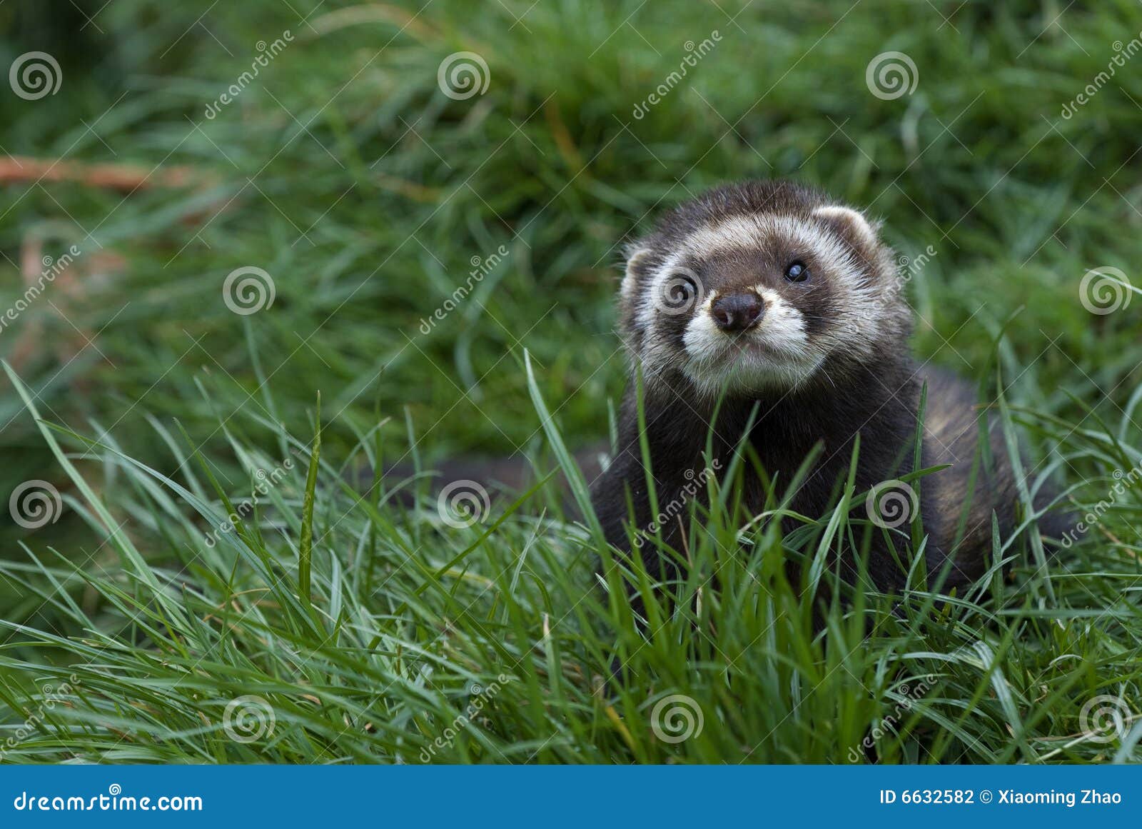 Bunzing in gras stock foto. Image of europees, concentratie - 6632582