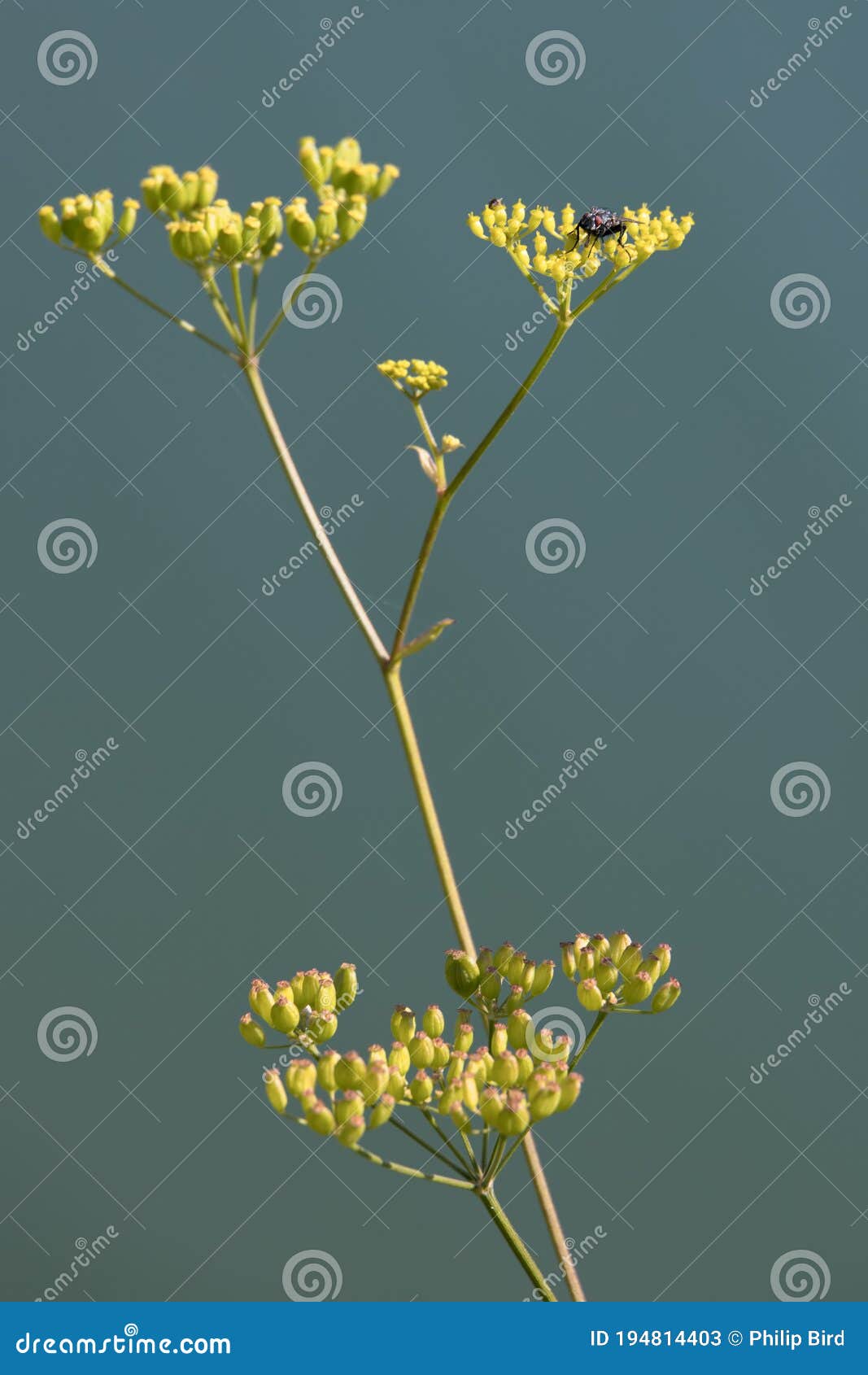Bupleurum Falcatum Growing Wild in the Dolomites Stock Image - Image of ...