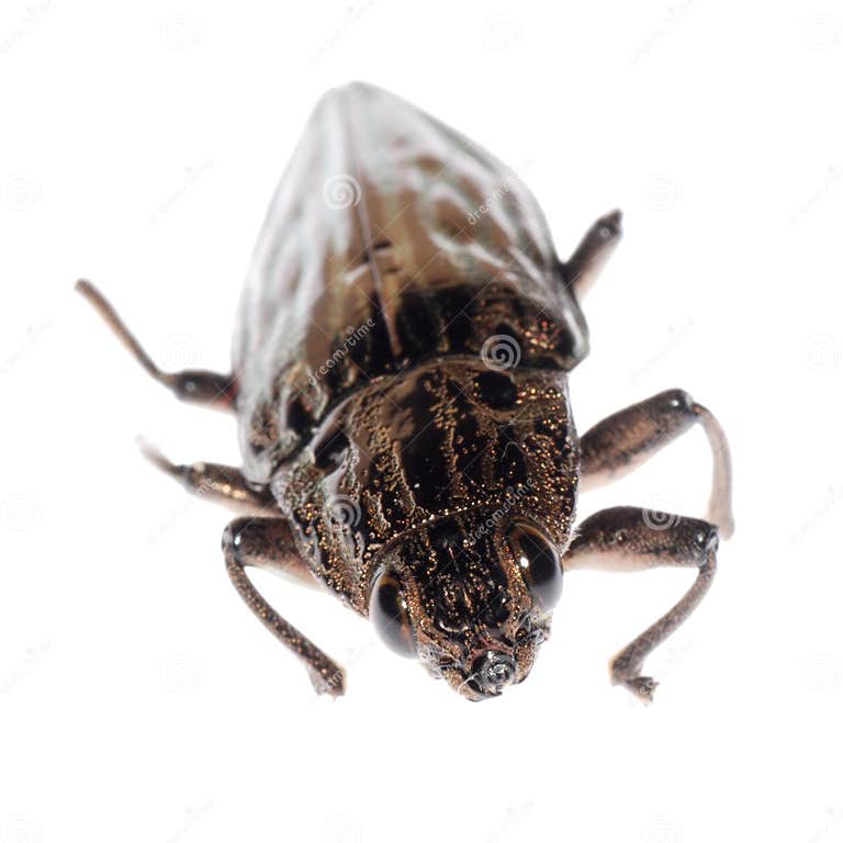 Buprestid beetle stock photo. Image of buprestis, coleopterology - 16362038