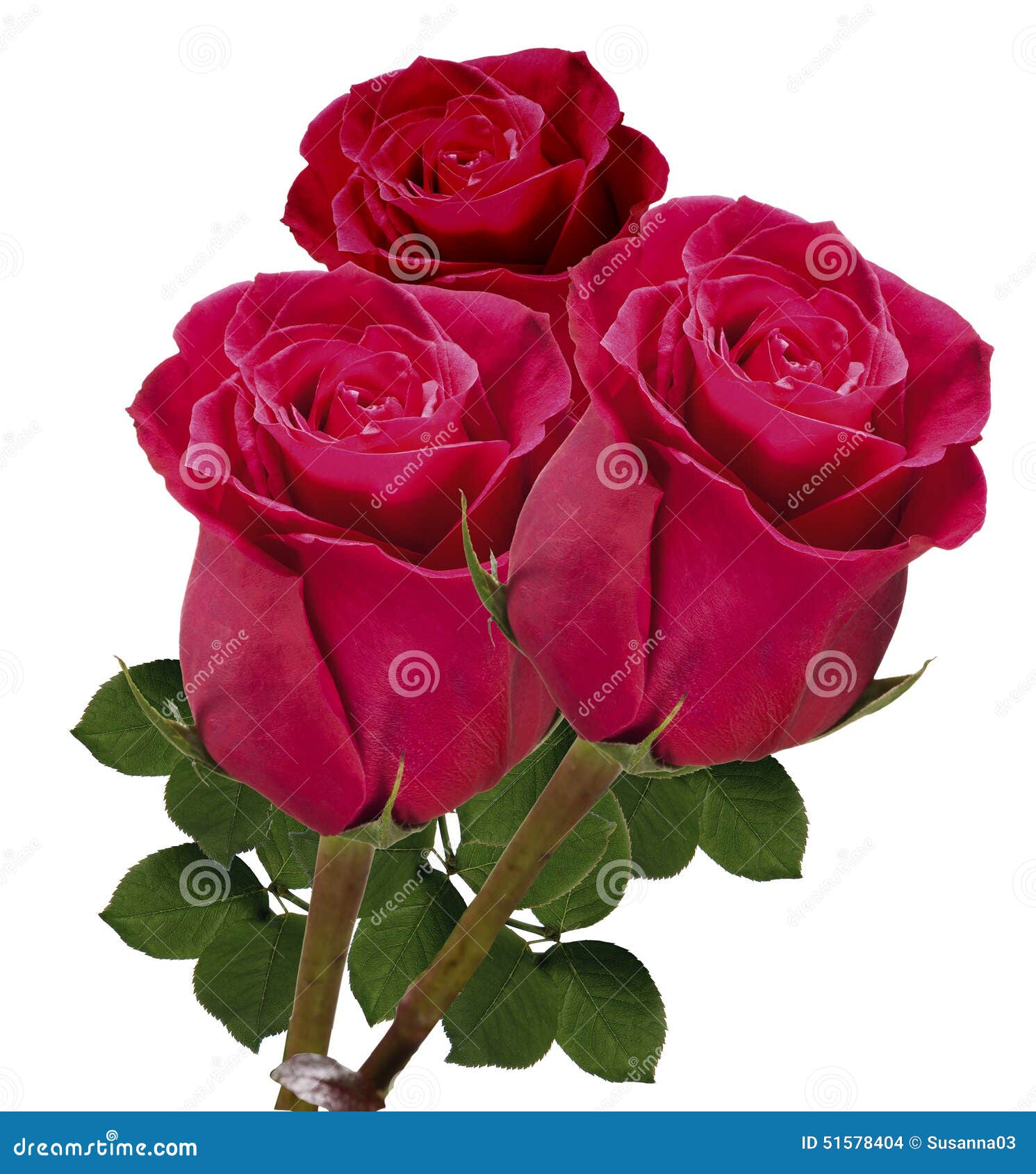 Buquet of red roses stock photo. Image of concept, copy - 51578404