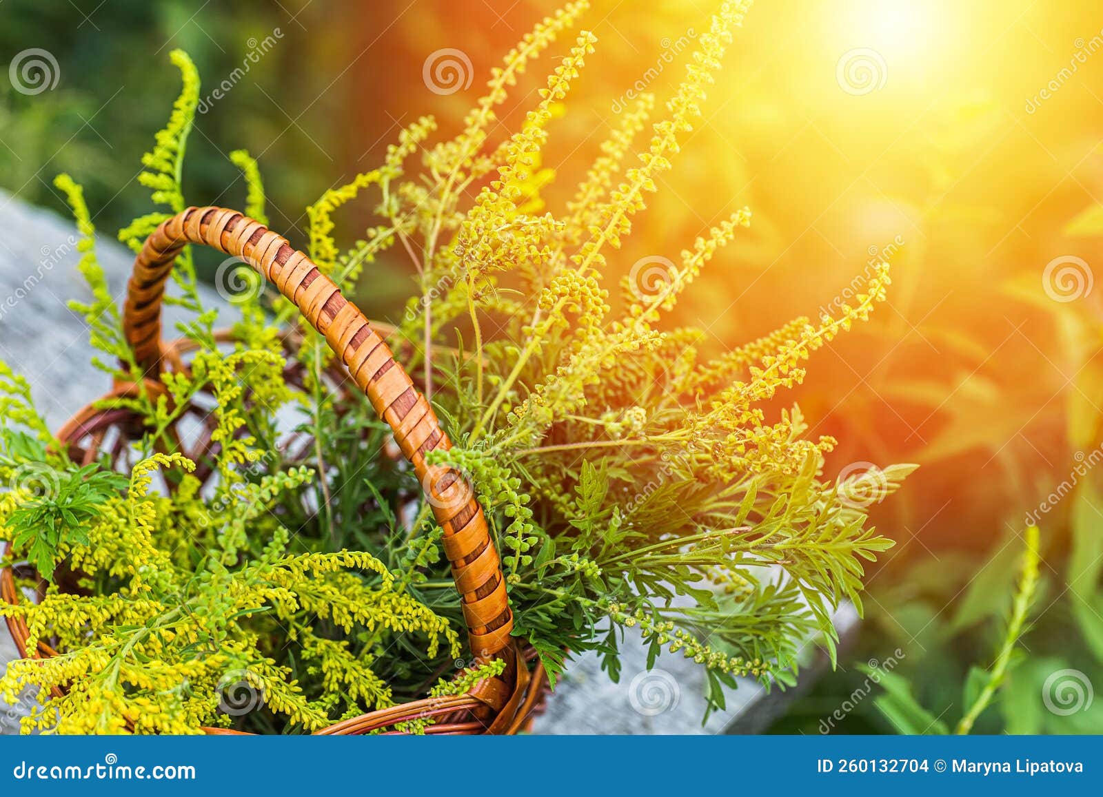 Buquets Ragweed Bushes, Ambrosia Artemisiifolia and Solidago ... Buquets Ragweed Bushes, Ambrosia Artemisiifolia and Solidago ...